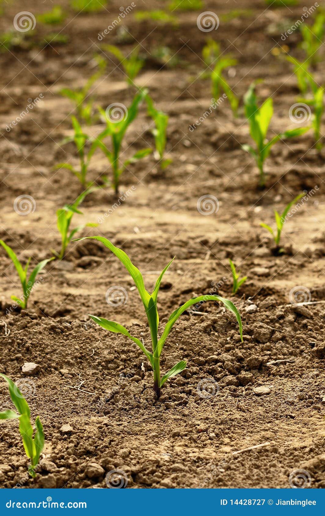Maize seeding02 stock image. Image of land, green, farm - 14428727
