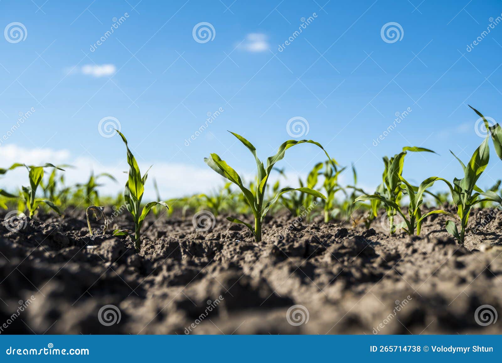 Maize Seedling in Agricultural Field. Growing of Young Green Corn ...