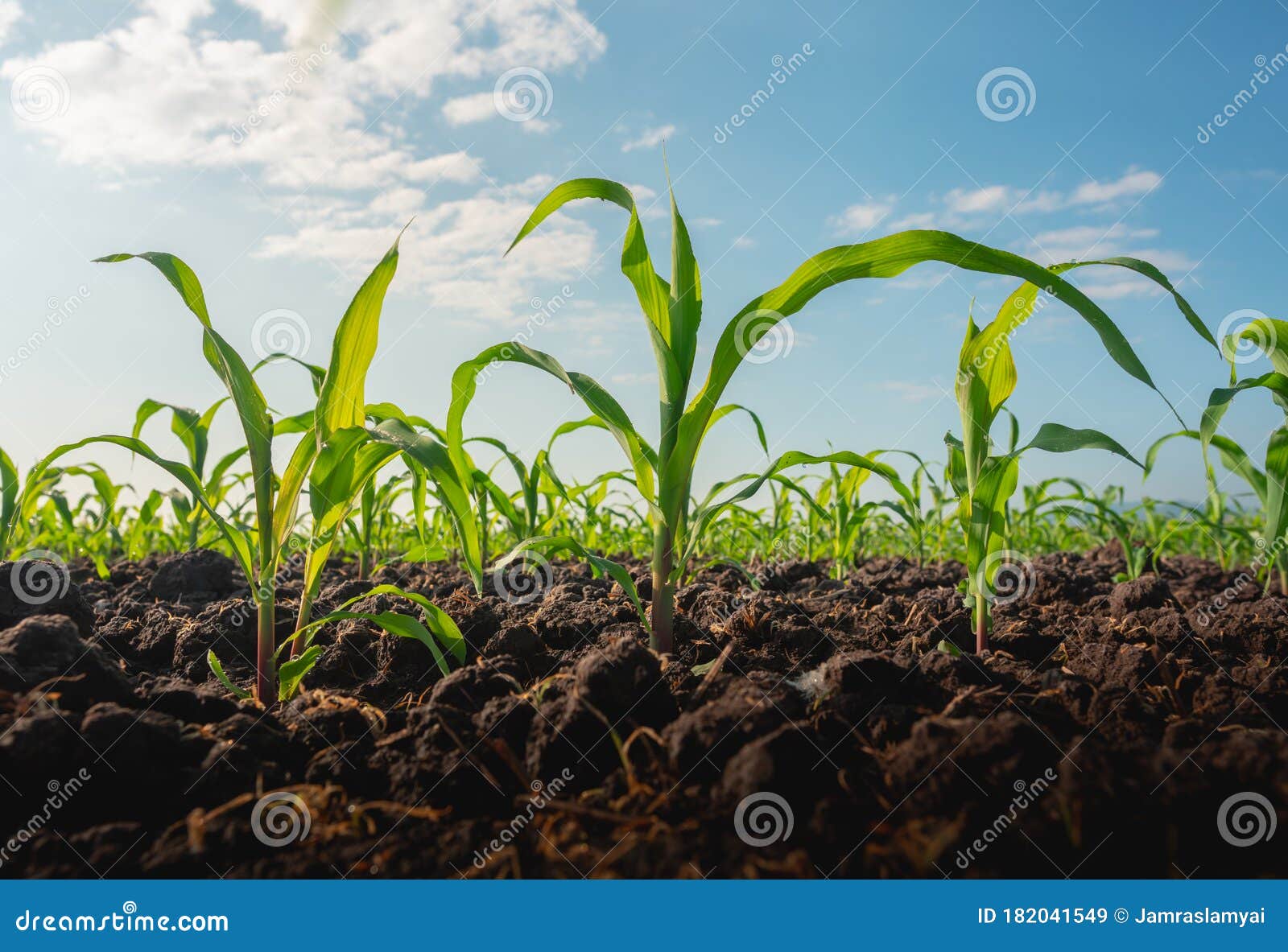 Maize Seedling In Cultivated Agricultural Farm Field With Modern ...