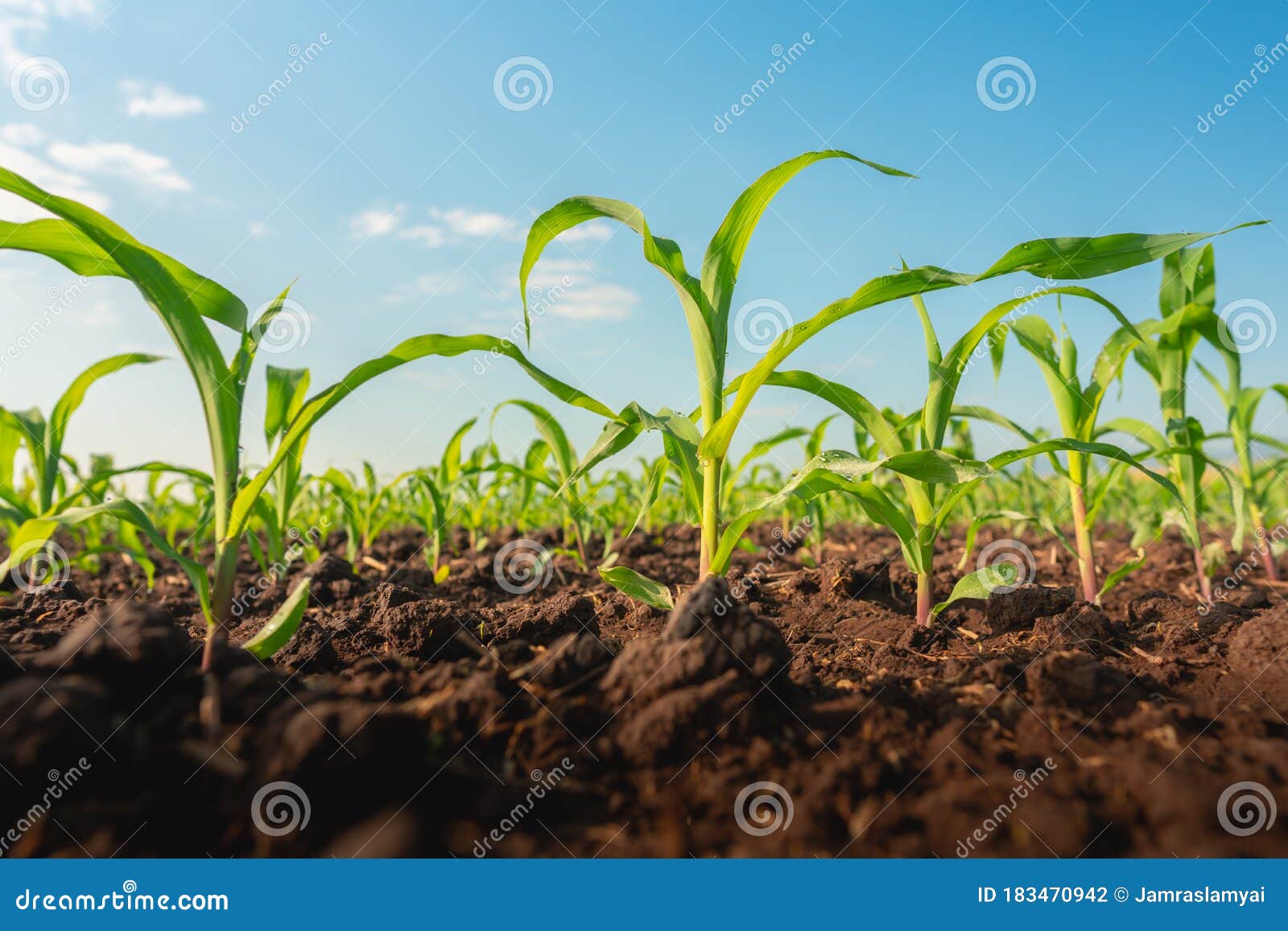Maize Seedling in the Agricultural Garden Stock Photo - Image of botany ...