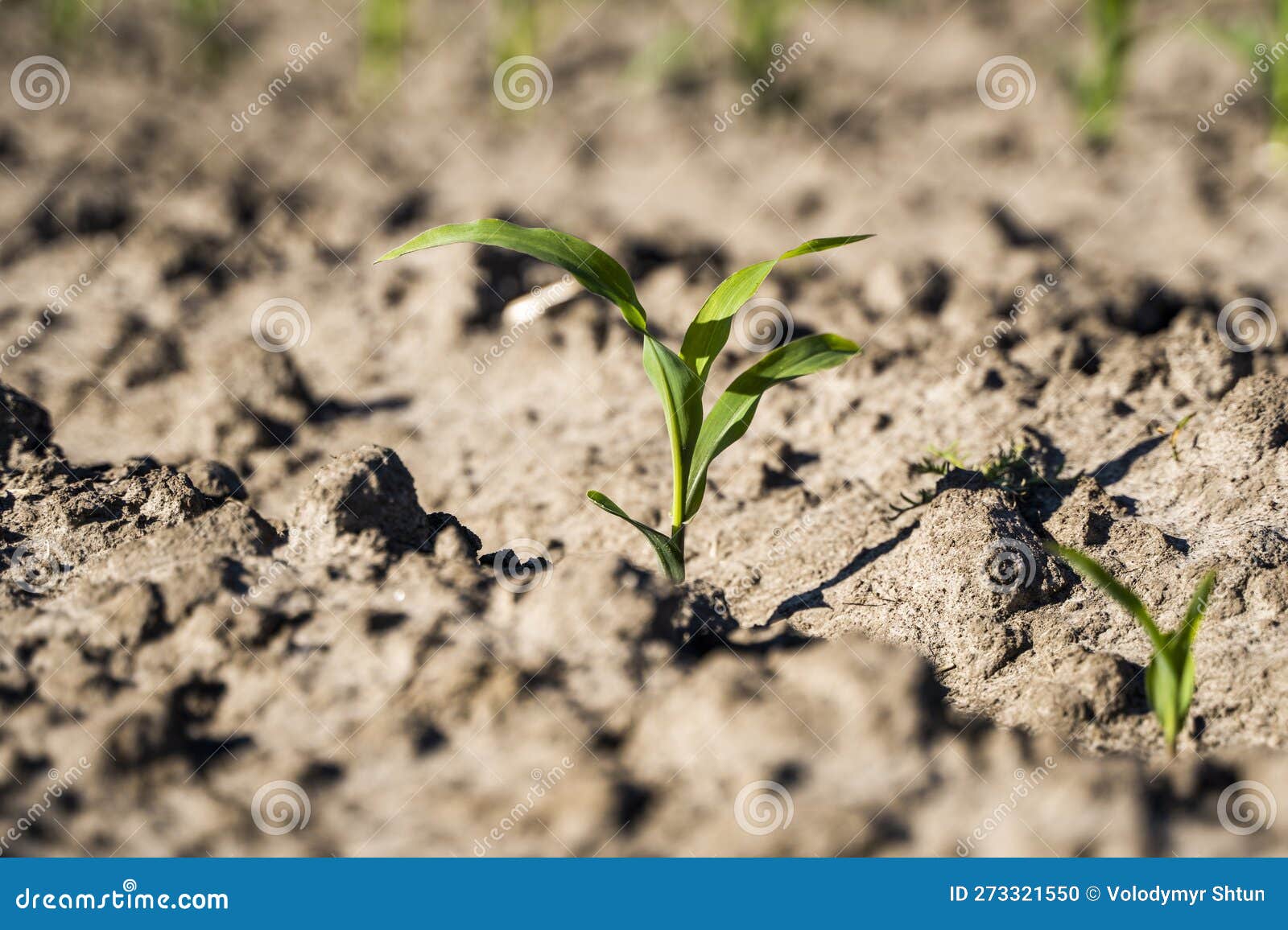 Maize Seedling in the Agricultural Garden with Blue Sky. Stock Photo ...
