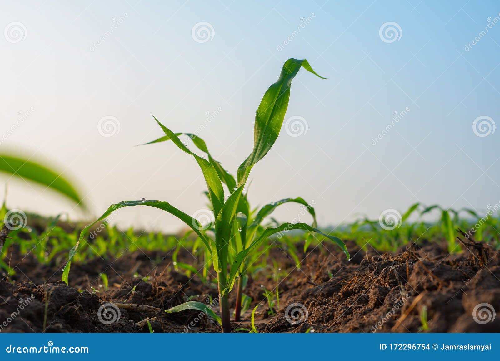 2,289 Corn Seedling Growing Photos - Free & Royalty-Free Stock Photos ...