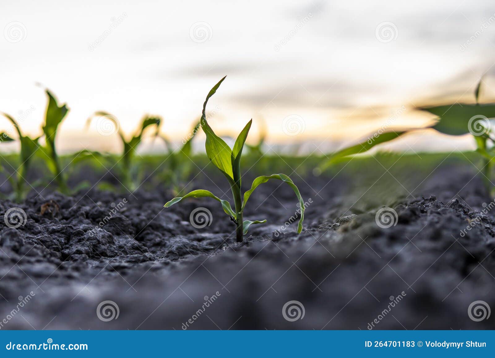Maize Seedling in the Agricultural Garden with a Sunset Sky. Stock ...