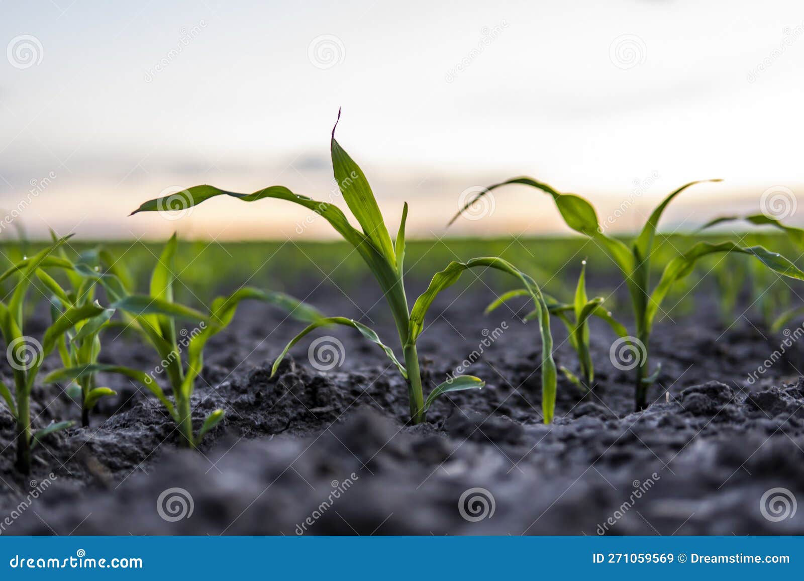 Maize Seedling in the Agricultural Garden with a Sunset Sky. Stock ...