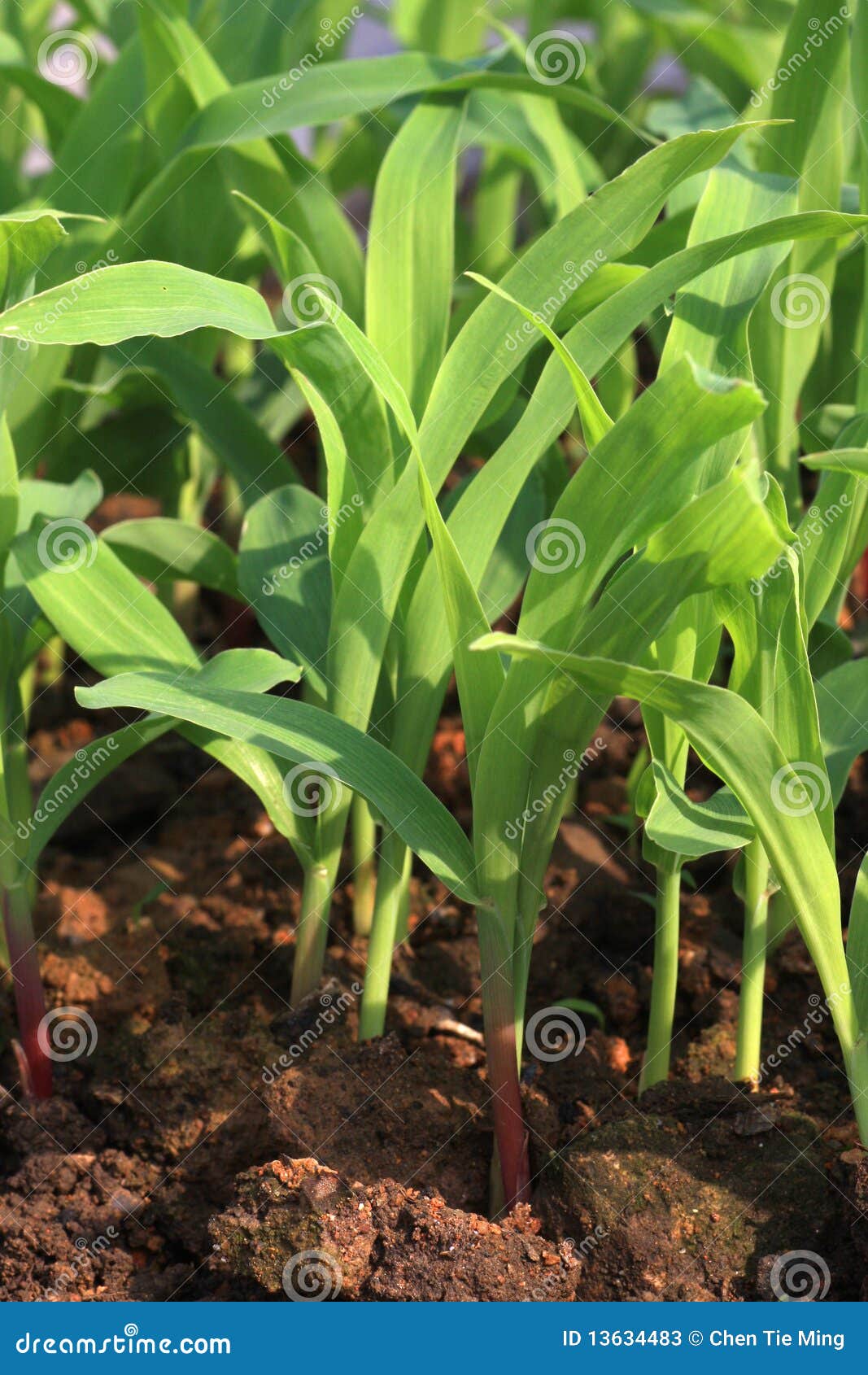 Maize seedlings stock image. Image of food, crop, farmers - 13634483