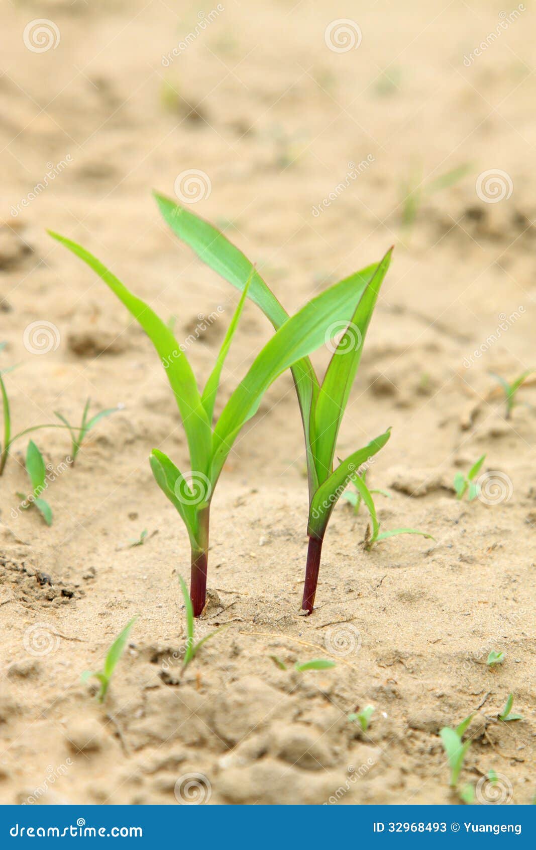 Maize Seedlings in the Field Stock Image - Image of farmland, areas ...