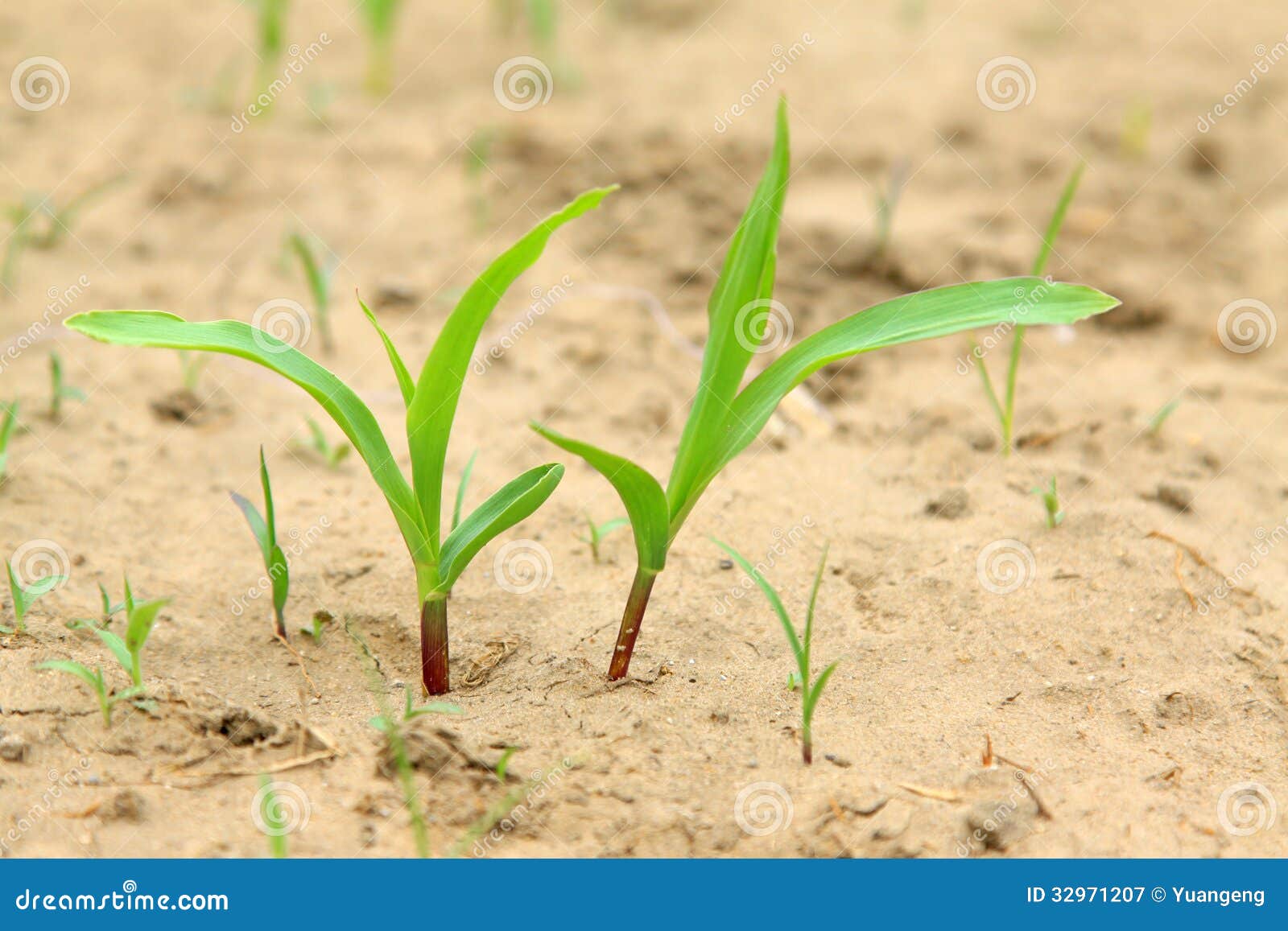 Maize Seedlings in the Field Stock Image - Image of plant, corn: 32971207