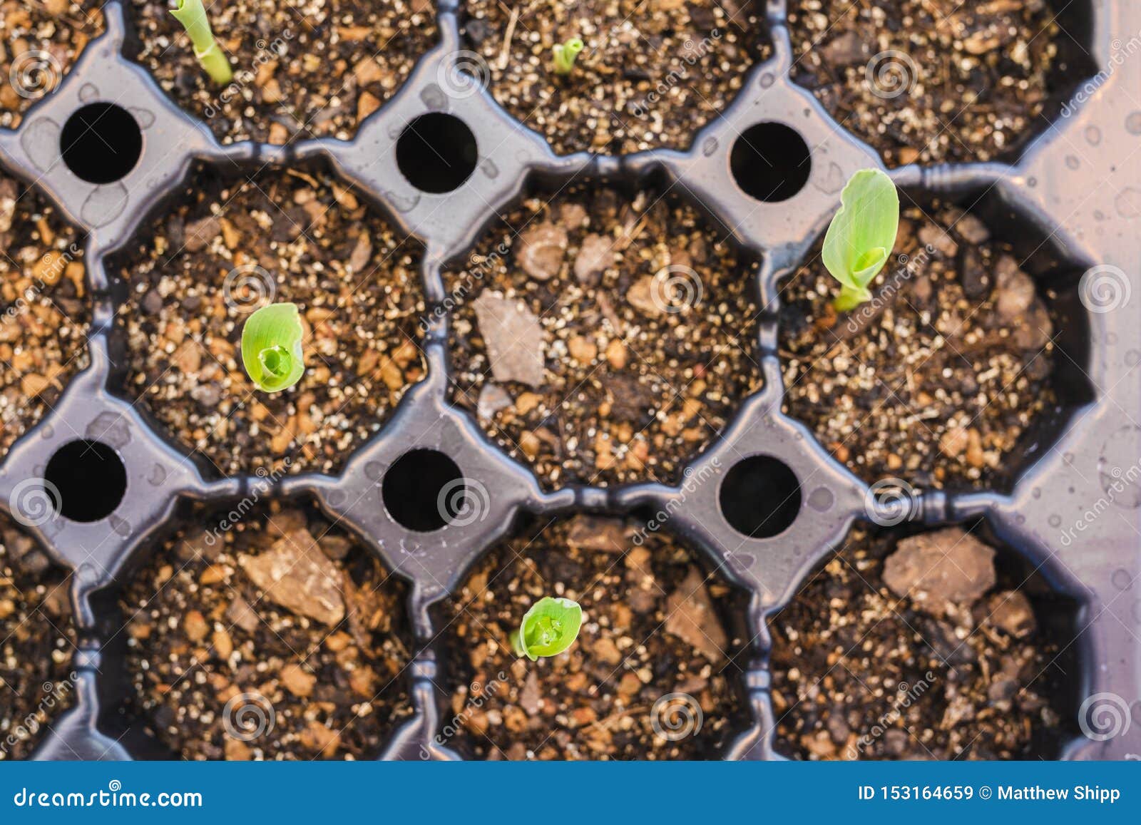Maize seedlings in soil stock image. Image of gardening - 153164659