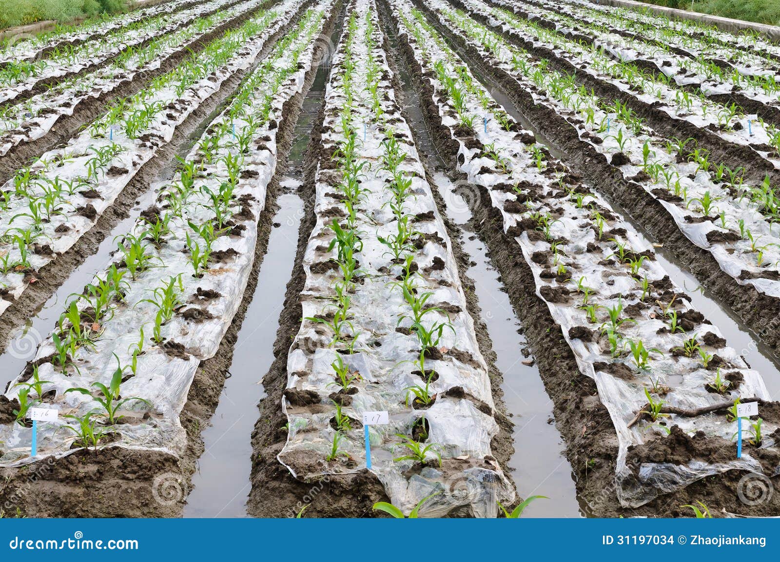 Maize seedlings stock photo. Image of membrane, gardening - 31197034