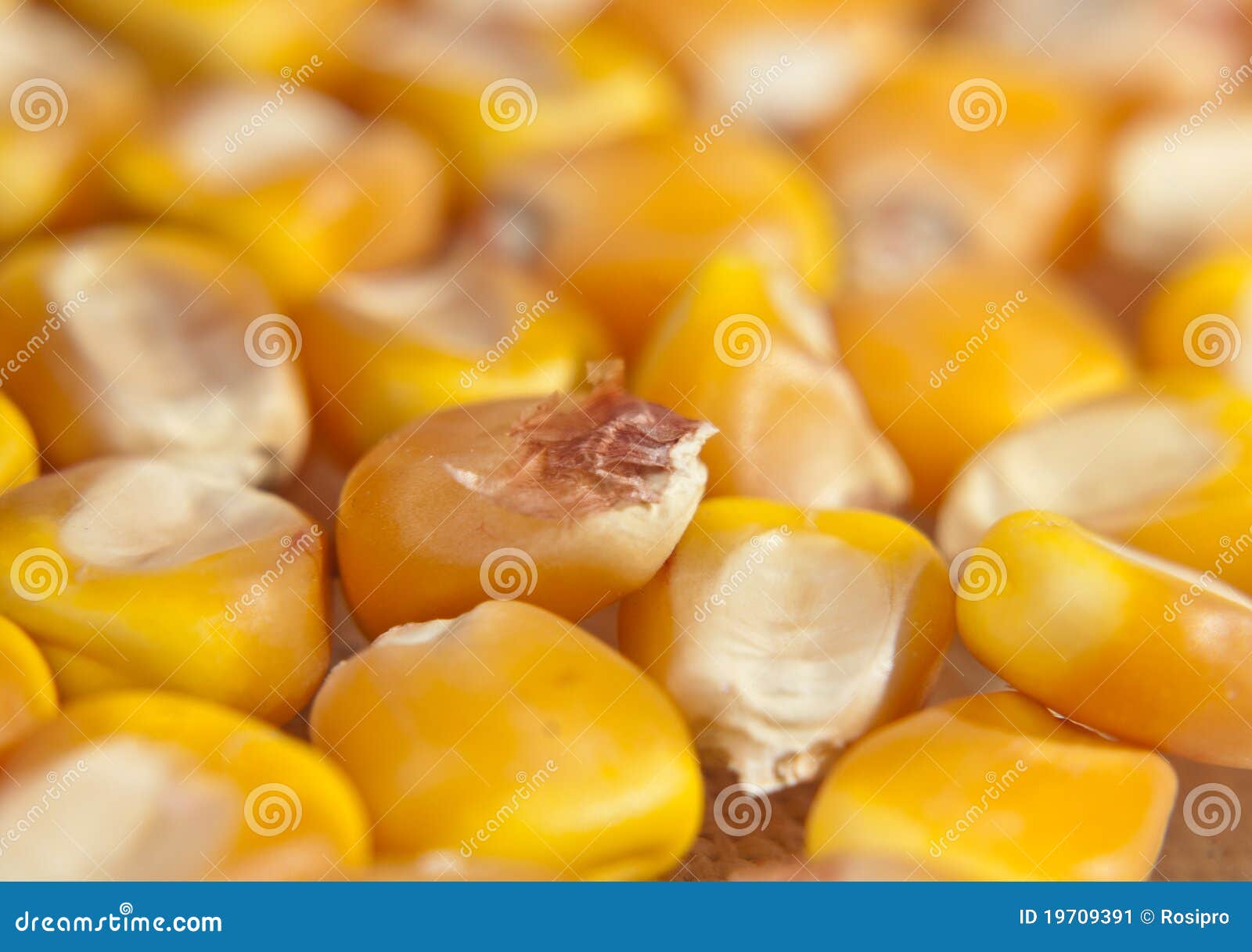 Maize seeds stock image. Image of cooked, cook, nutrition - 19709391