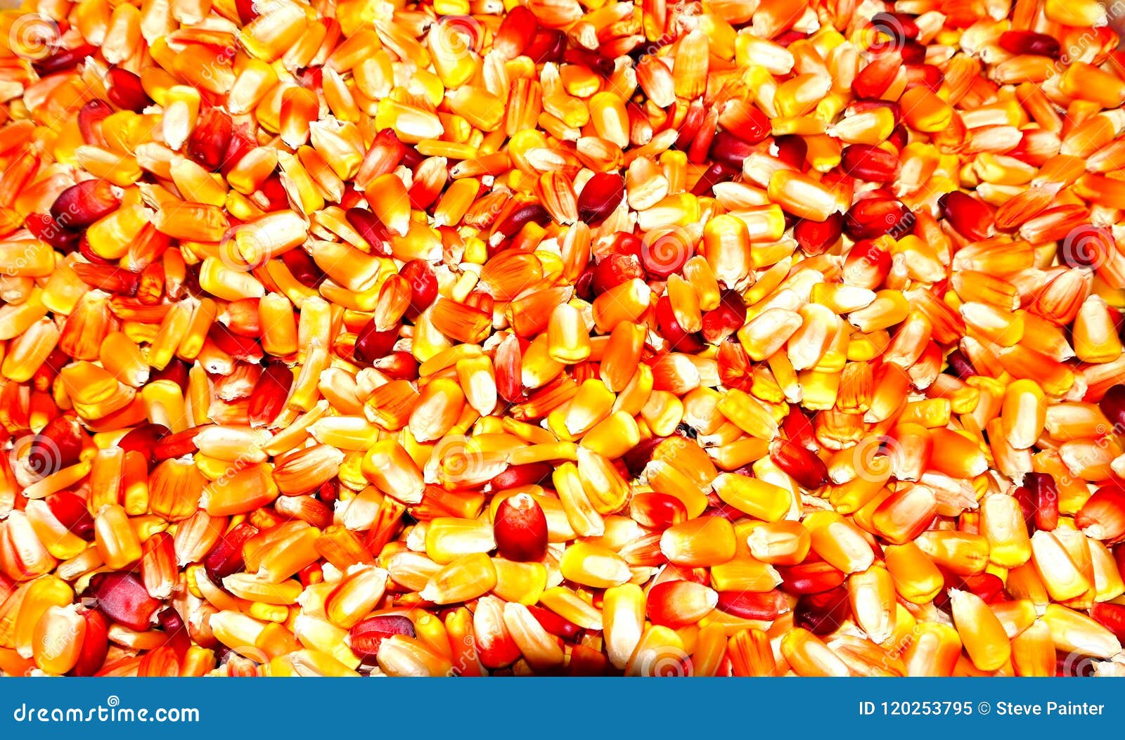 Maize Seeds Abstract Background Stock Image - Image of grain, seed ...