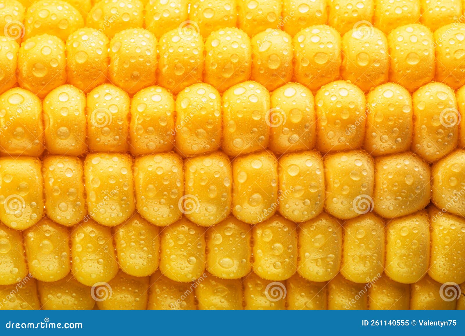 Maize Seeds in Corn Cob Covered with Small Water Drops. Macro Shot ...