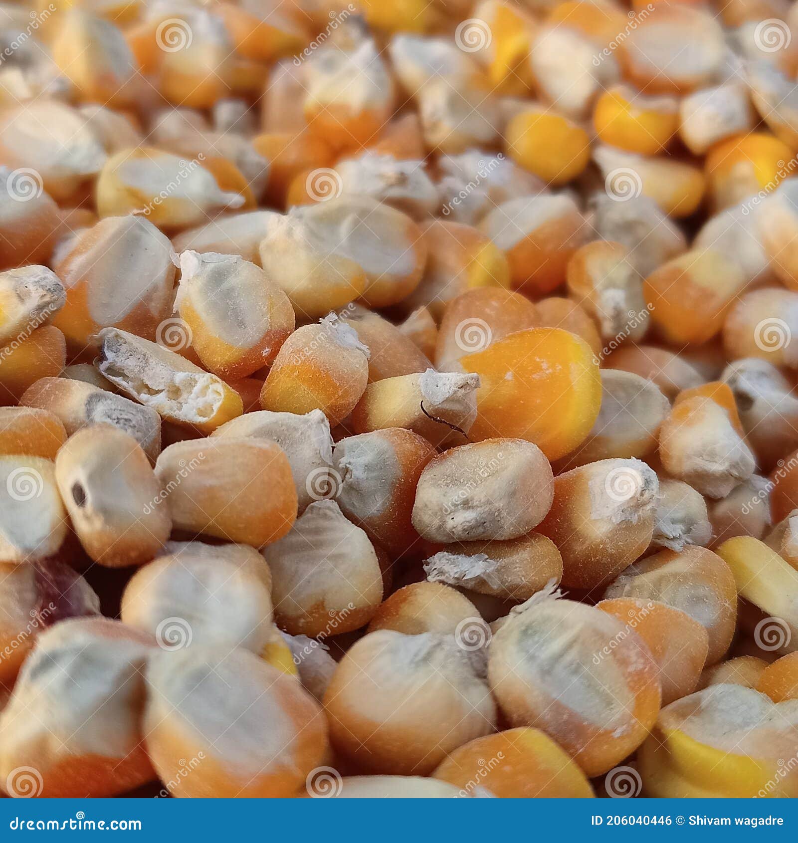 Maize seeds stock photo. Image of seeds, maize, december - 206040446