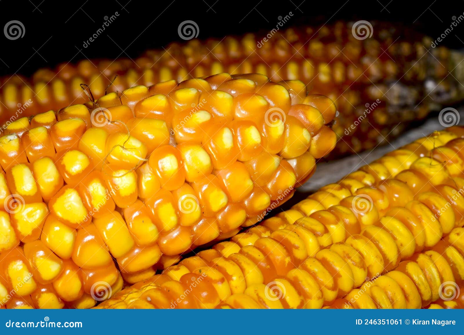 Maize and maize seeds stock image. Image of nutrition - 246351061