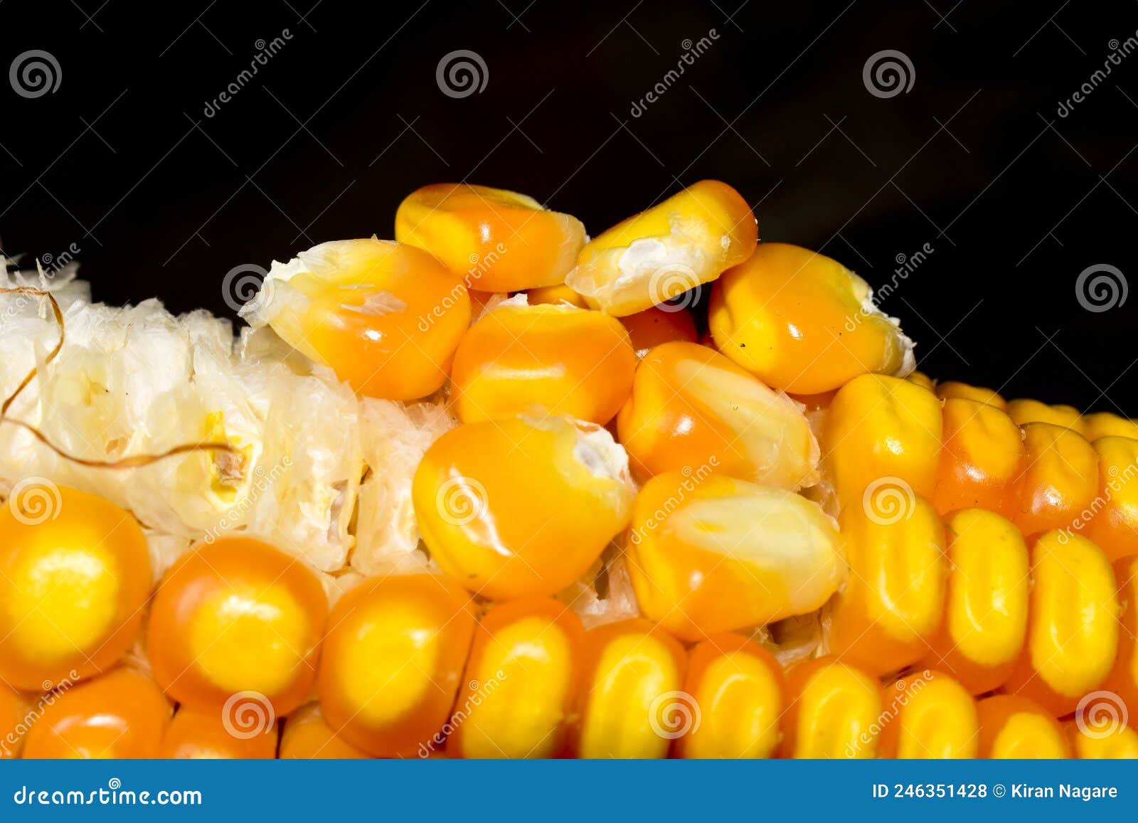 Maize and maize seeds stock photo. Image of color, golden - 246351428