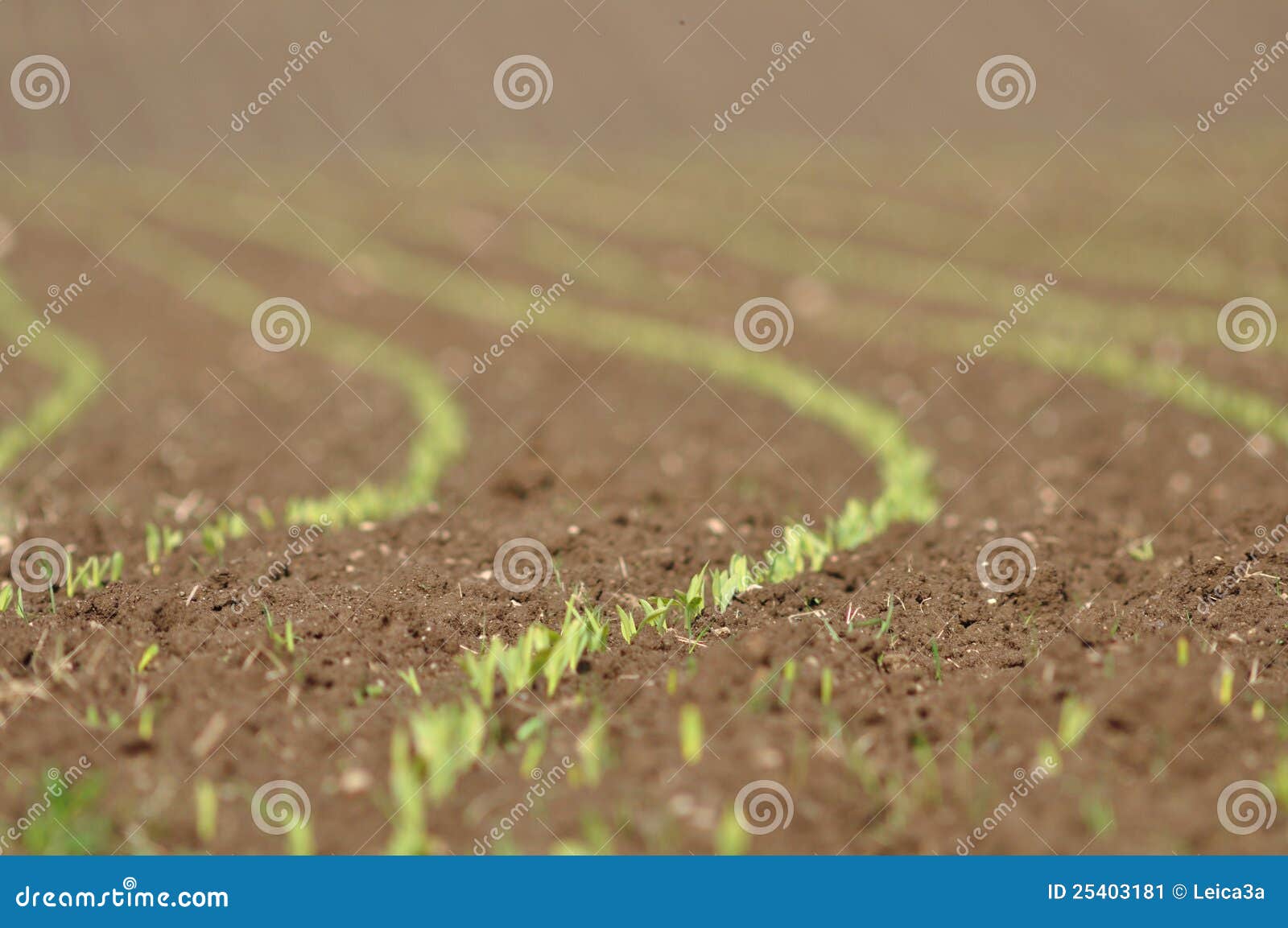 Maize shoots stock image. Image of rows, lines, maize - 25403181