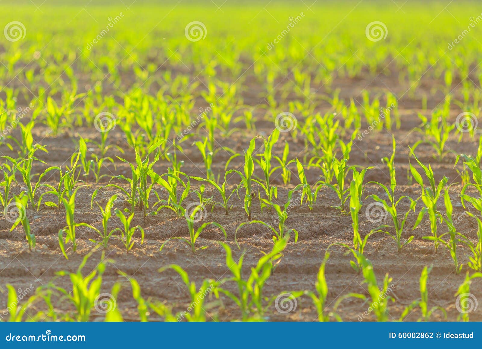 Maize Shoots on Farmer Field Agriculture Spring Stock Photo - Image of ...