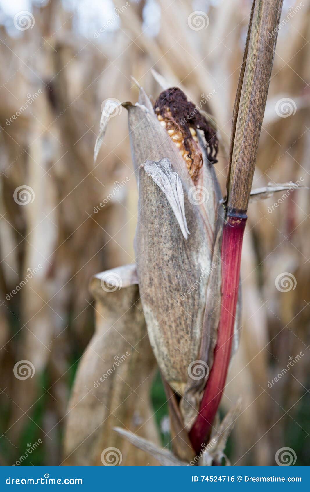 Maize stock photo. Image of cereal, wheat, single, corn - 74524716