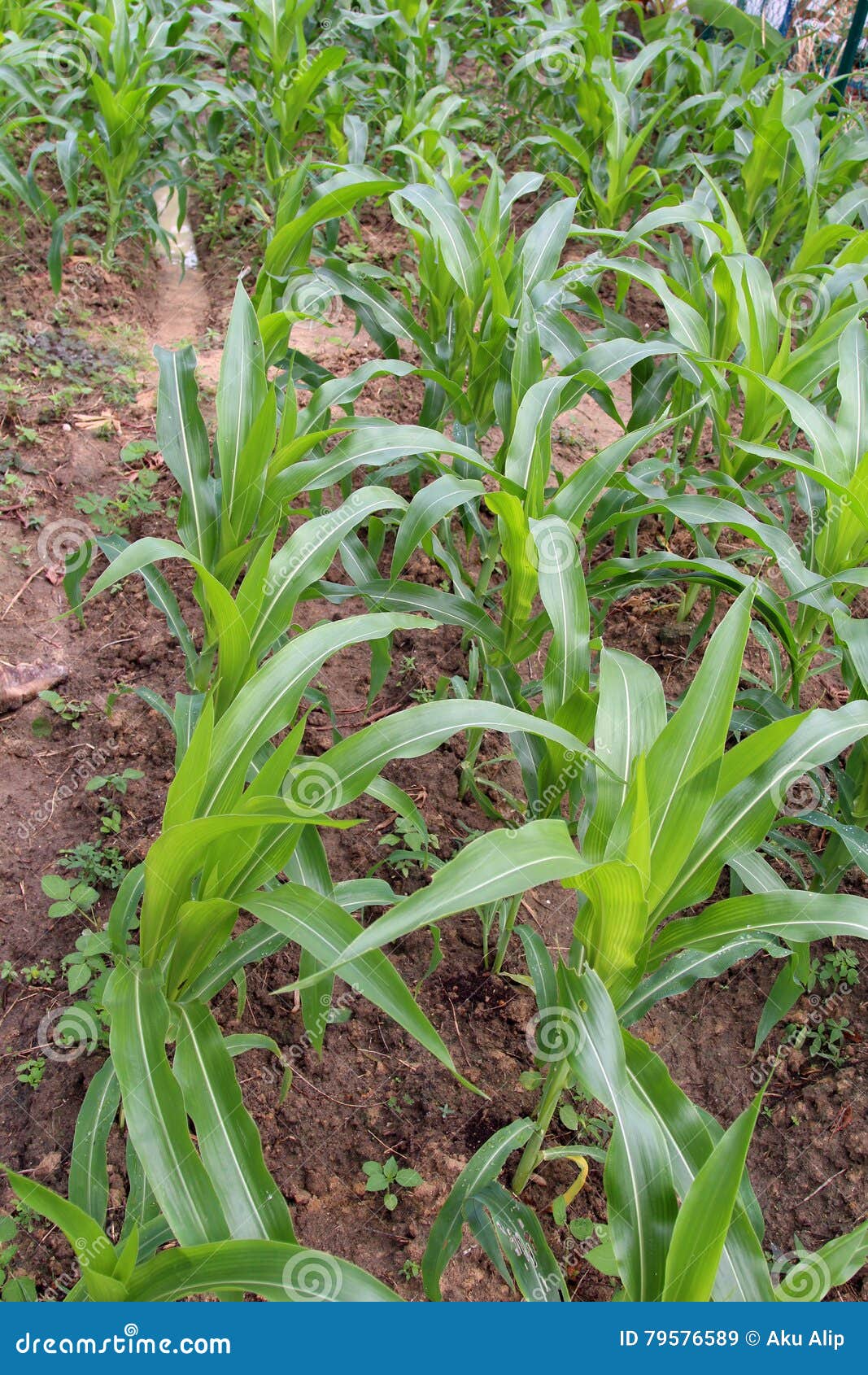 Maize - a Small Green Garden of Small Baby Corn Plant Stock Image ...