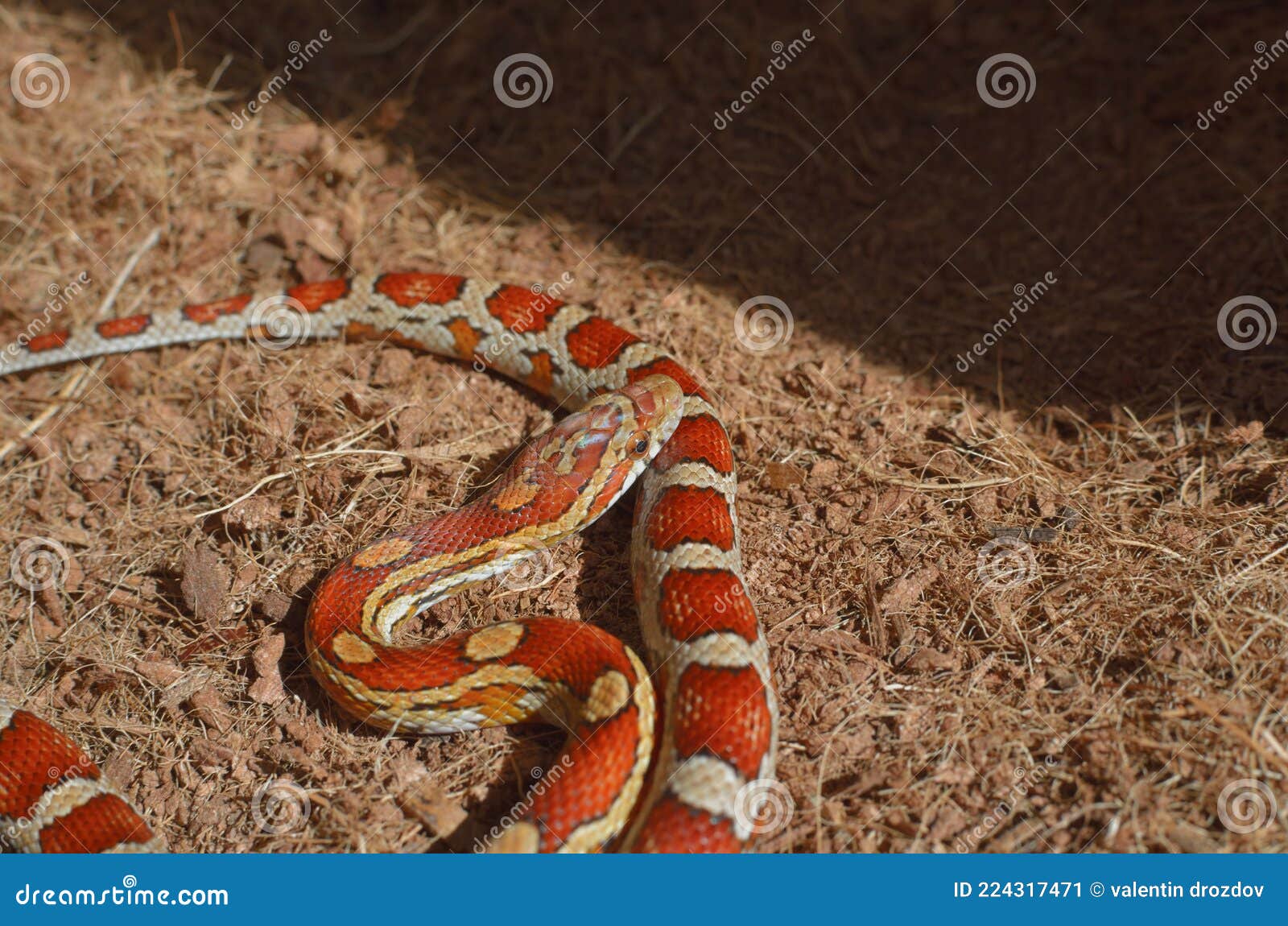 Maize Snake Resting in the Sun Stock Image - Image of animals, natural ...