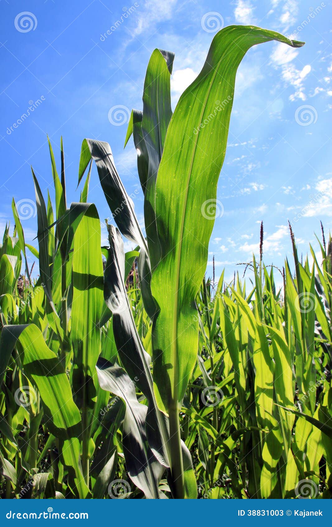 Maize Stalk with the Blue Cloudy Sky Stock Image - Image of stalk ...