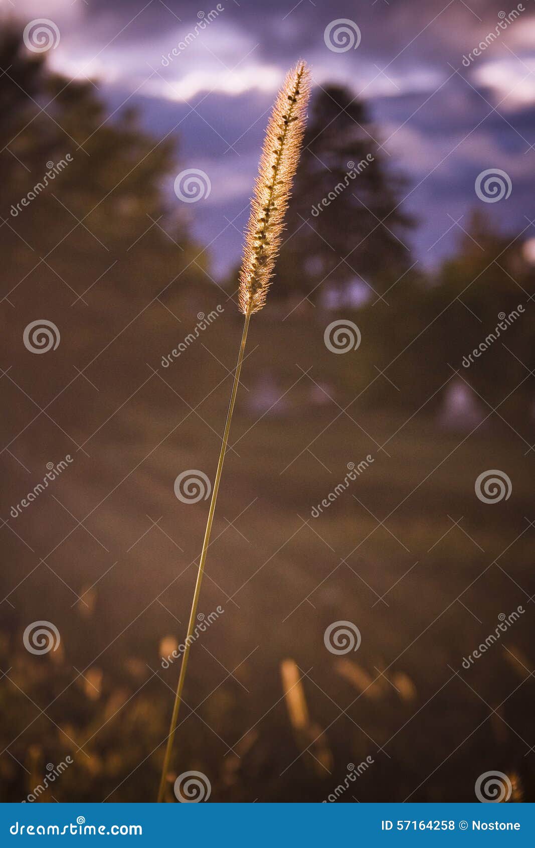 Maize stick stock photo. Image of field, stick, maize - 57164258