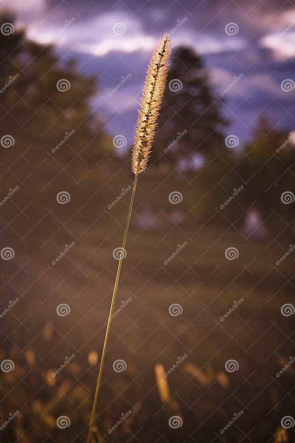 Maize stick stock photo. Image of field, stick, maize - 57164258