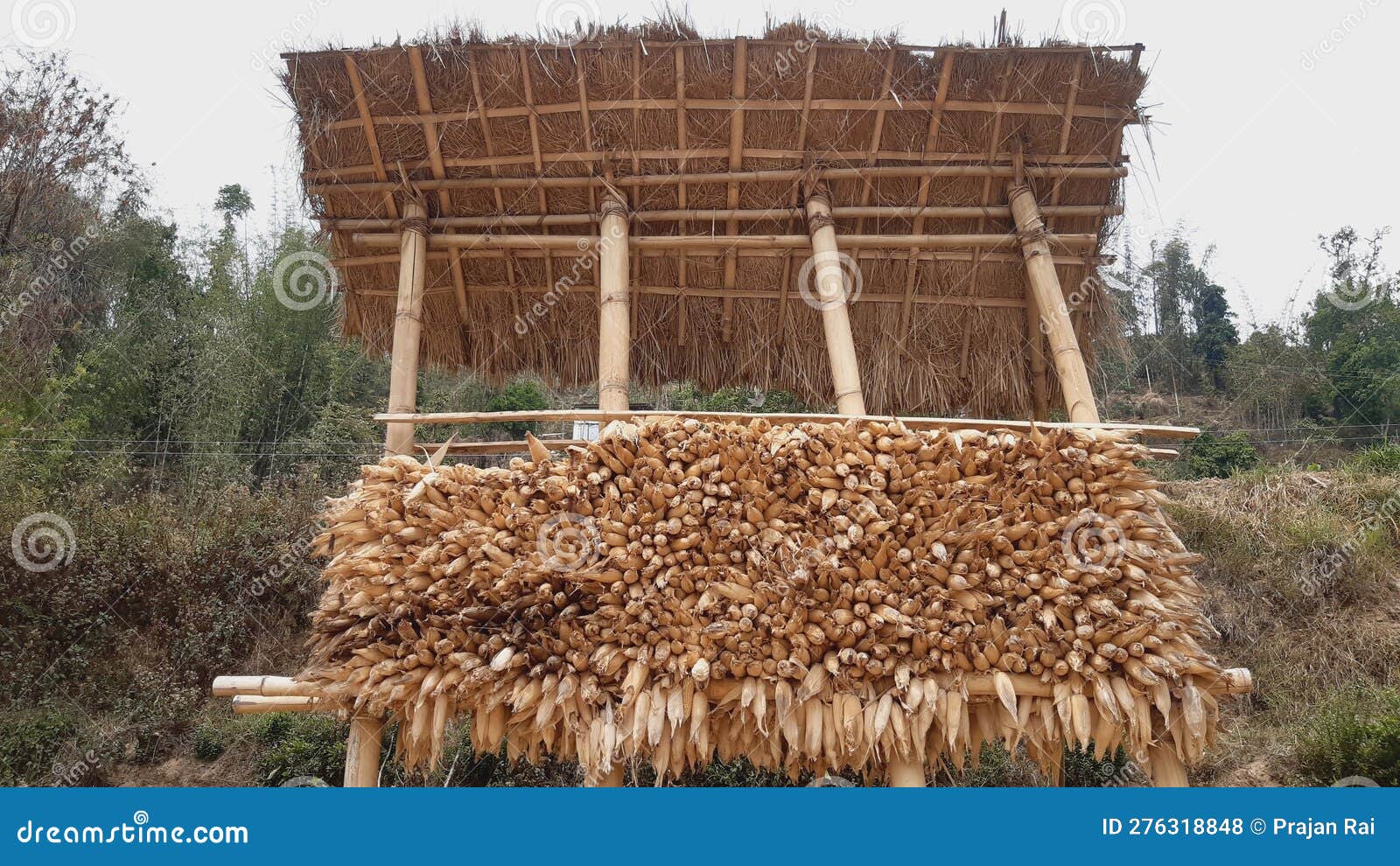 Maize Storing in the Rural Village of Nepal Stock Photo - Image of ...