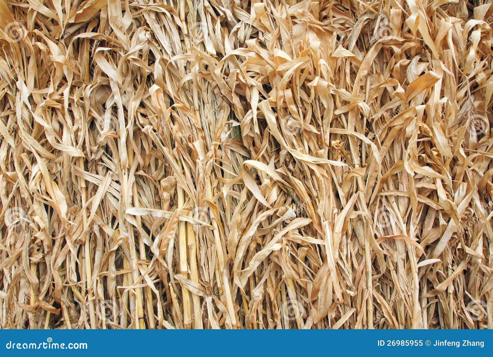 Maize straw stock image. Image of harvested, corn, cellulose - 26985955