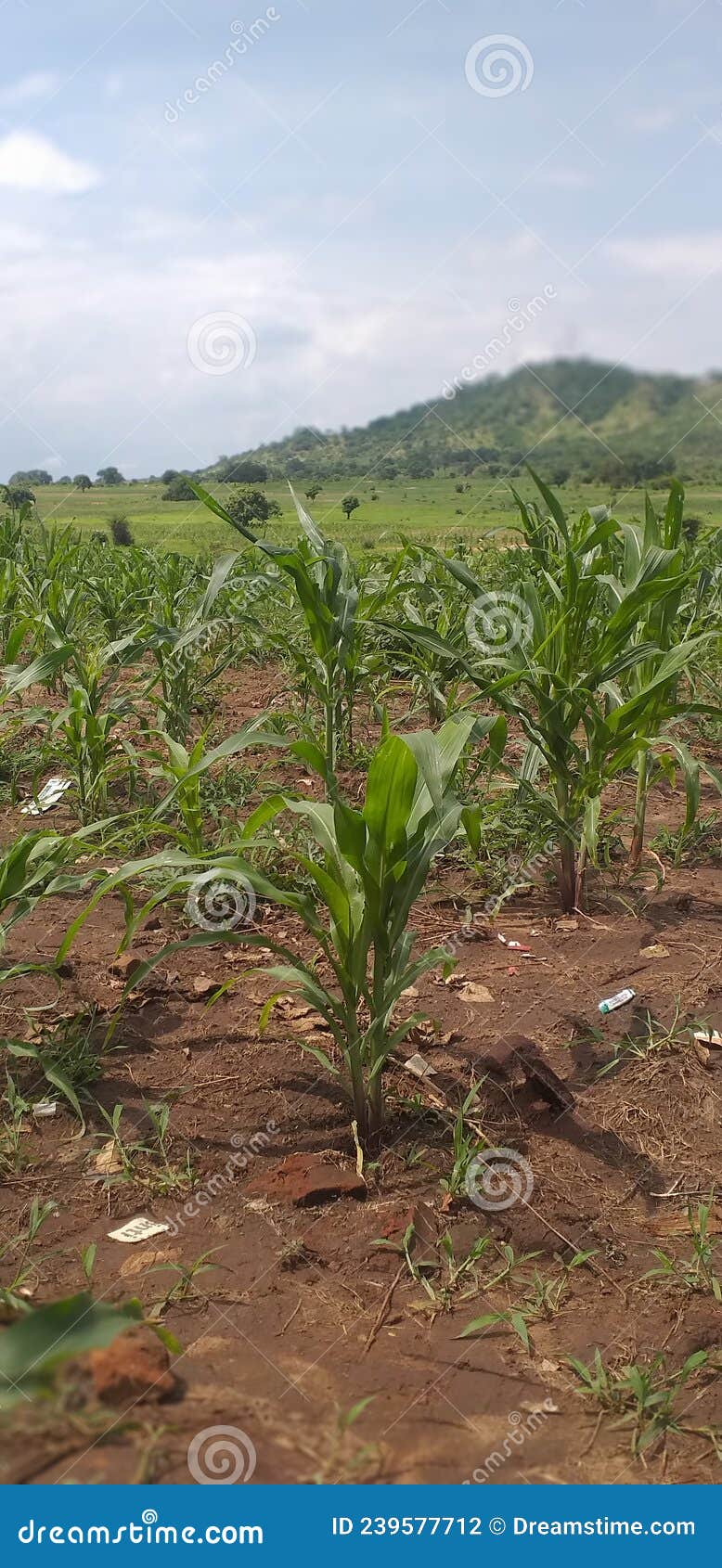 Mahindi Stock Photos - Free & Royalty-Free Stock Photos from Dreamstime