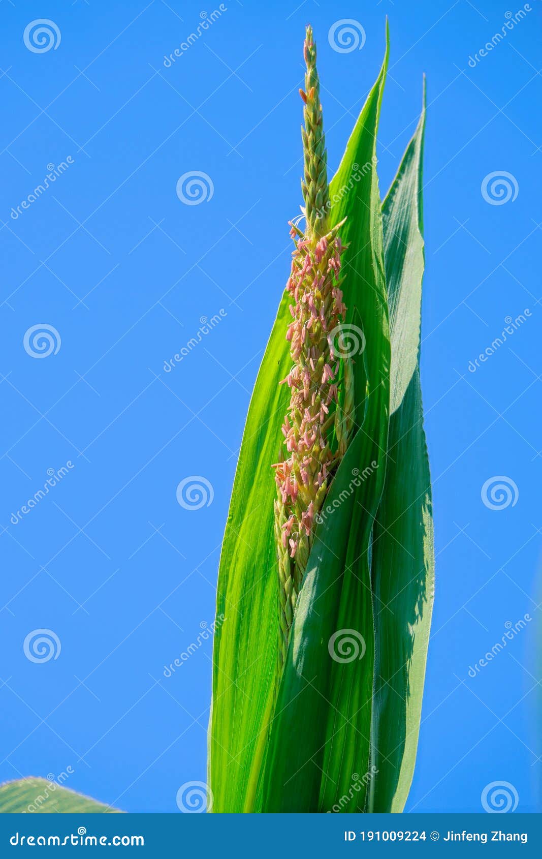 Maize tassel stock photo. Image of ears, maize, leaf - 191009224