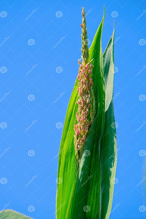 Maize tassel stock photo. Image of ears, maize, leaf - 191009224