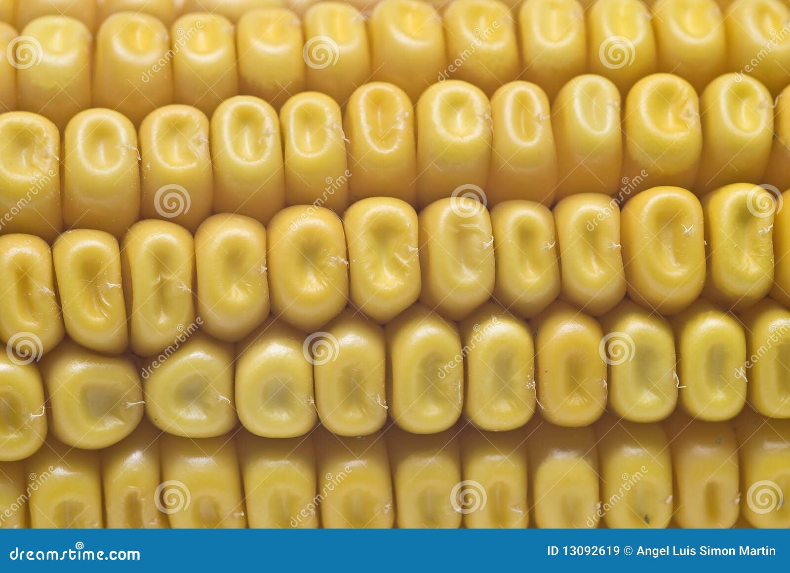 Maize texture. stock image. Image of agriculture, genetics - 13092619