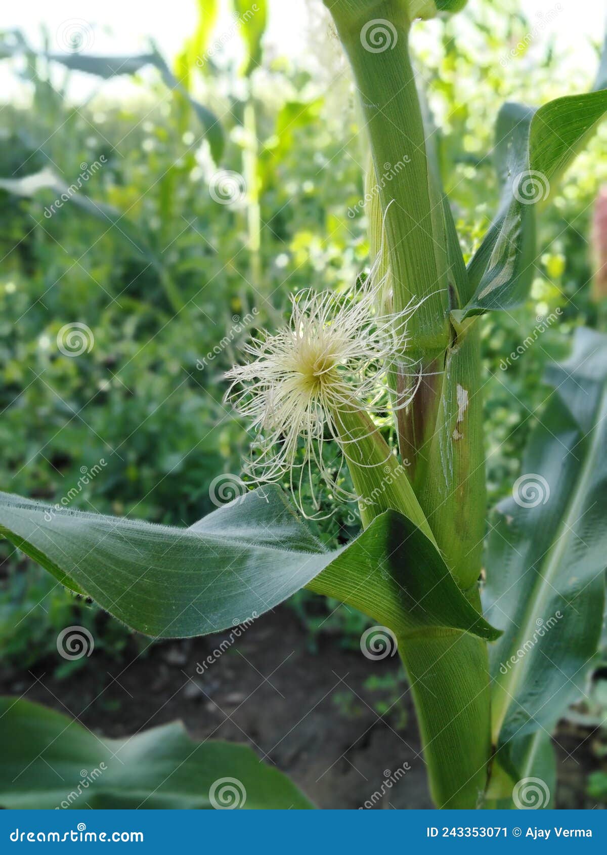 Maize tree is so beautiful stock image. Image of shrub - 243353071
