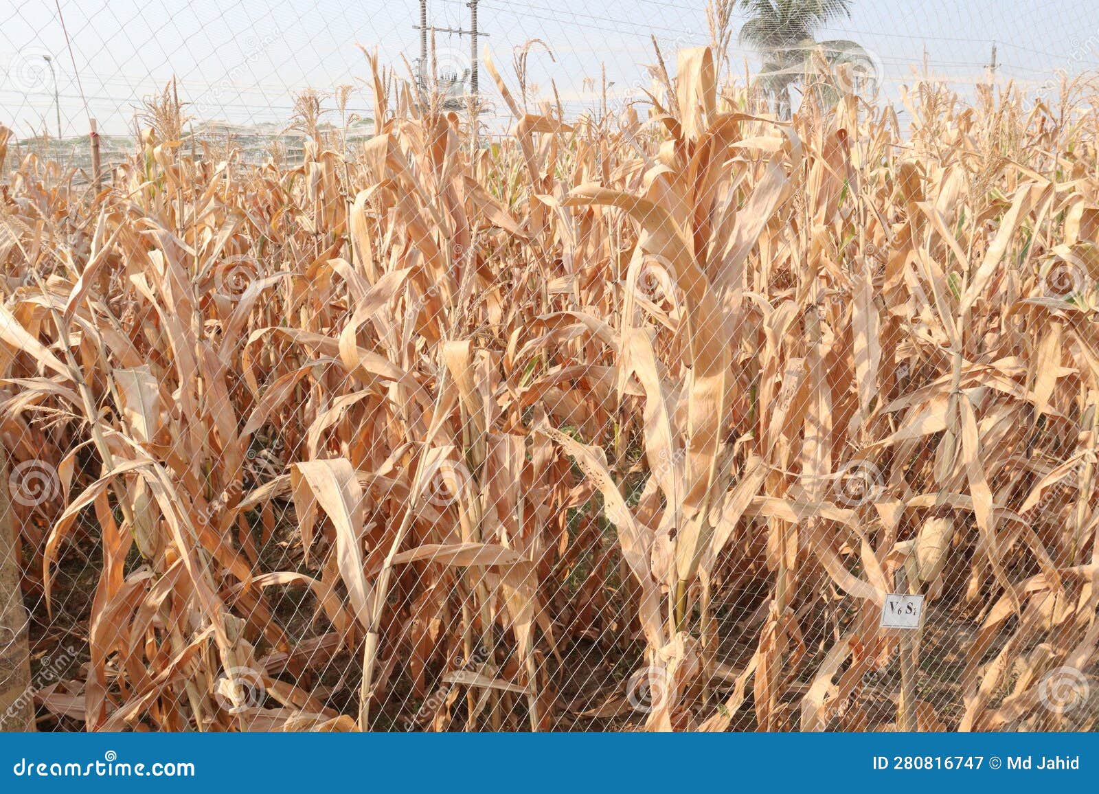 Maize on Tree in Farm for Harvest Stock Image - Image of wooden ...