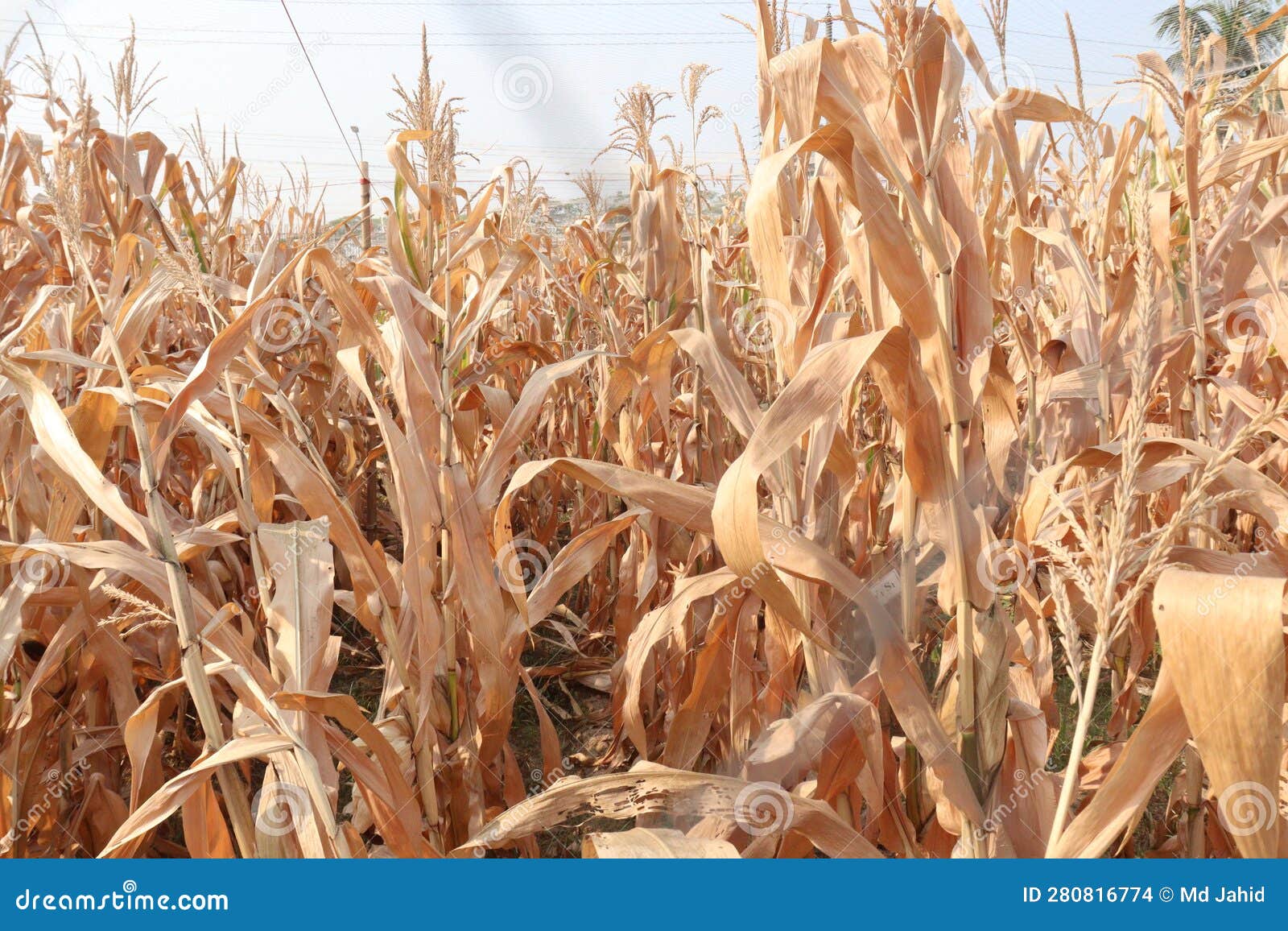 Maize on Tree in Farm for Harvest Stock Photo - Image of fresh, lunch ...
