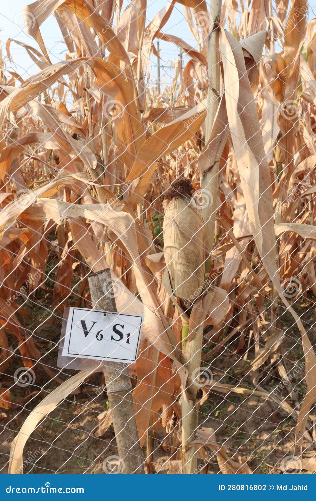 Maize on Tree in Farm for Harvest Stock Photo - Image of lunch, plant ...