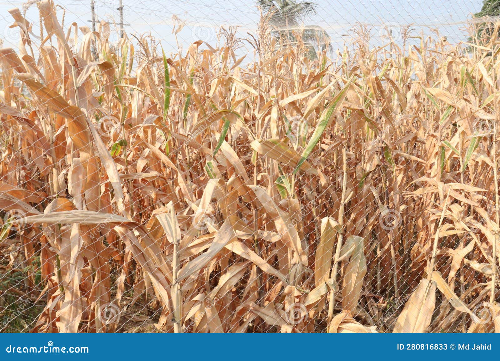 Maize on Tree in Farm for Harvest Stock Image - Image of wooden, plant ...