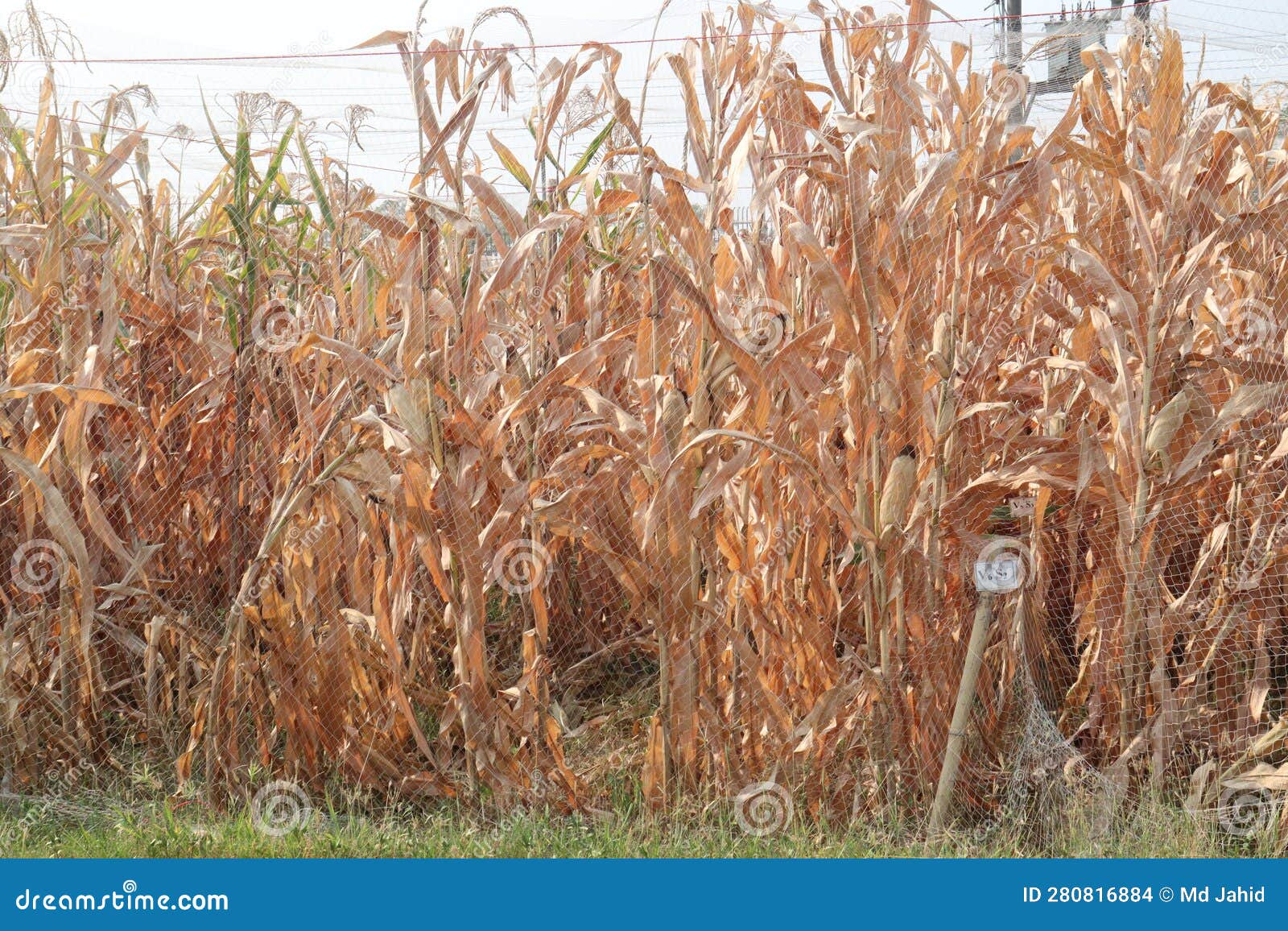 Maize on Tree in Farm for Harvest Stock Photo - Image of fresh, dish ...