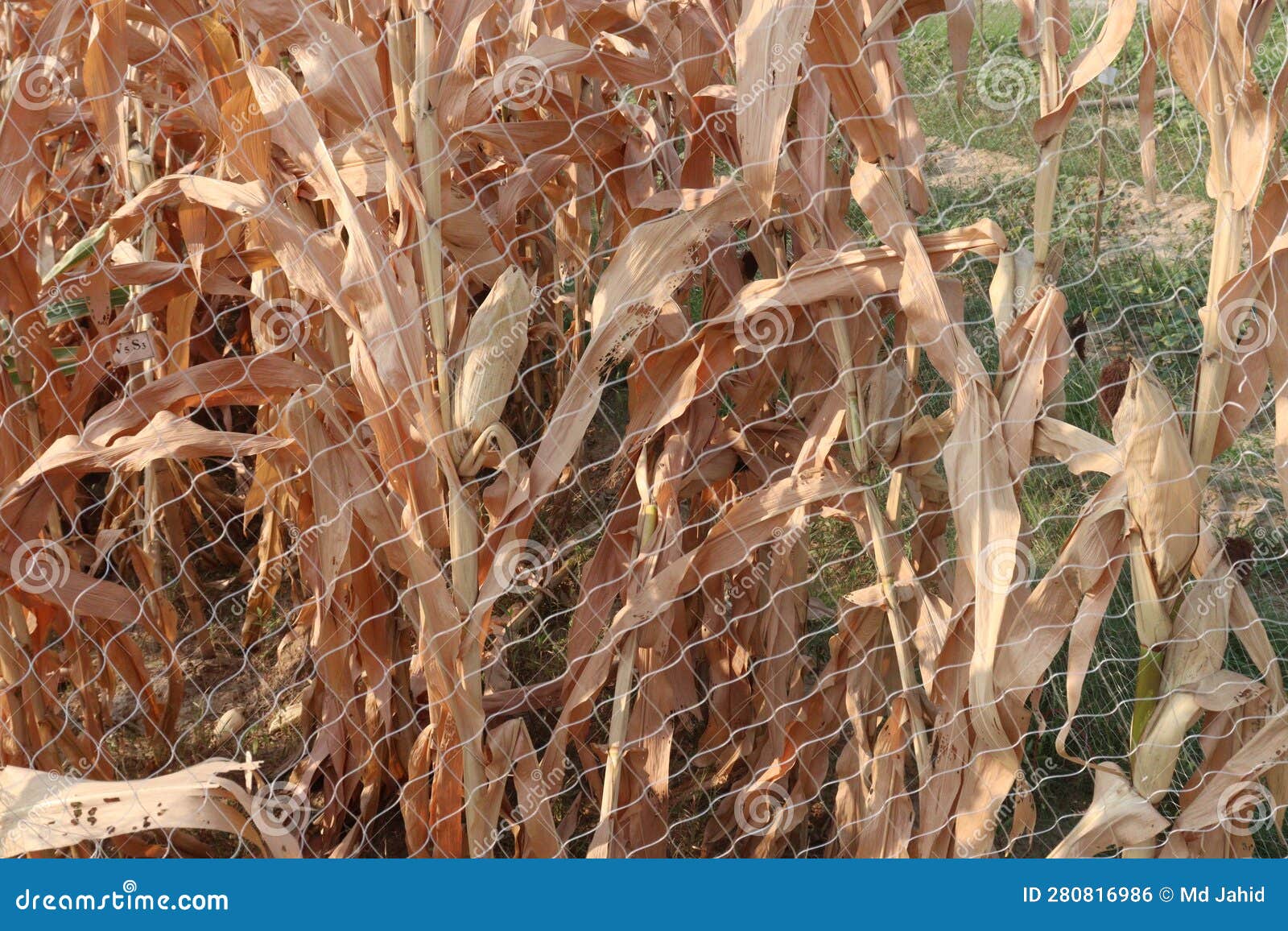 Maize on Tree in Farm for Harvest Stock Photo - Image of gastronomy ...