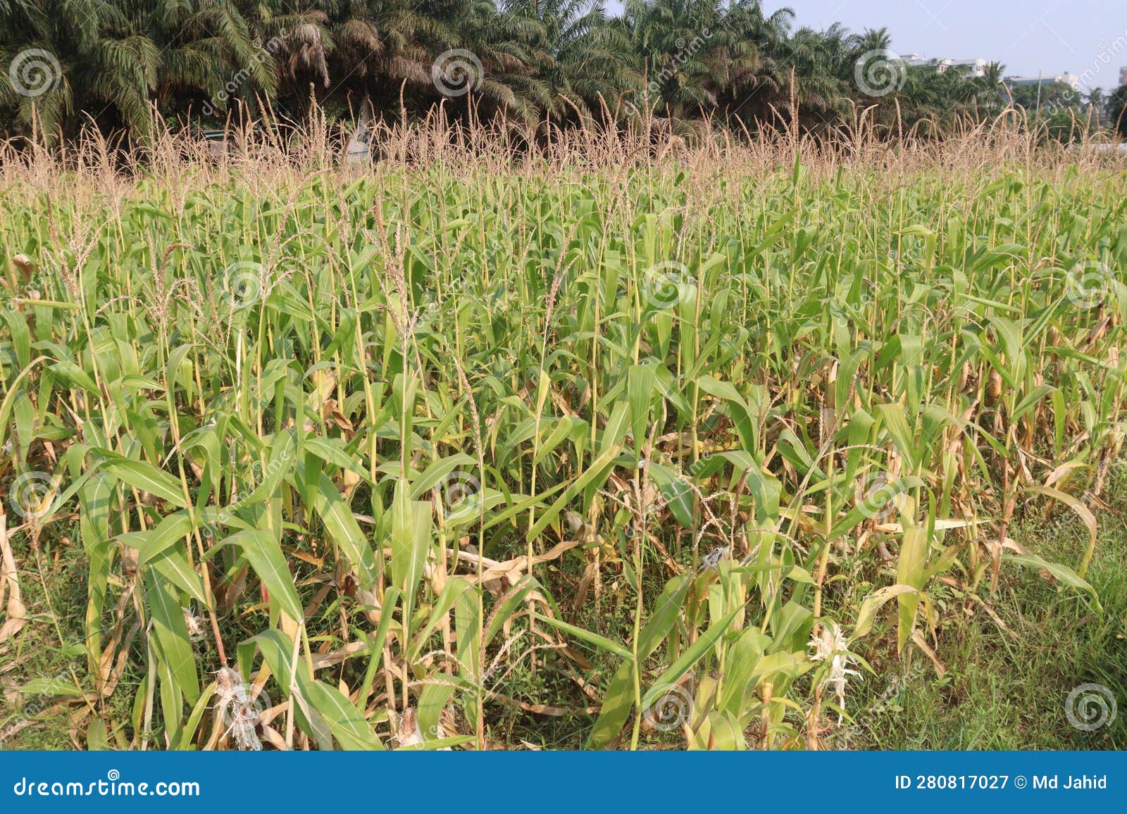 Maize on Tree in Farm for Harvest Stock Image - Image of agriculture ...