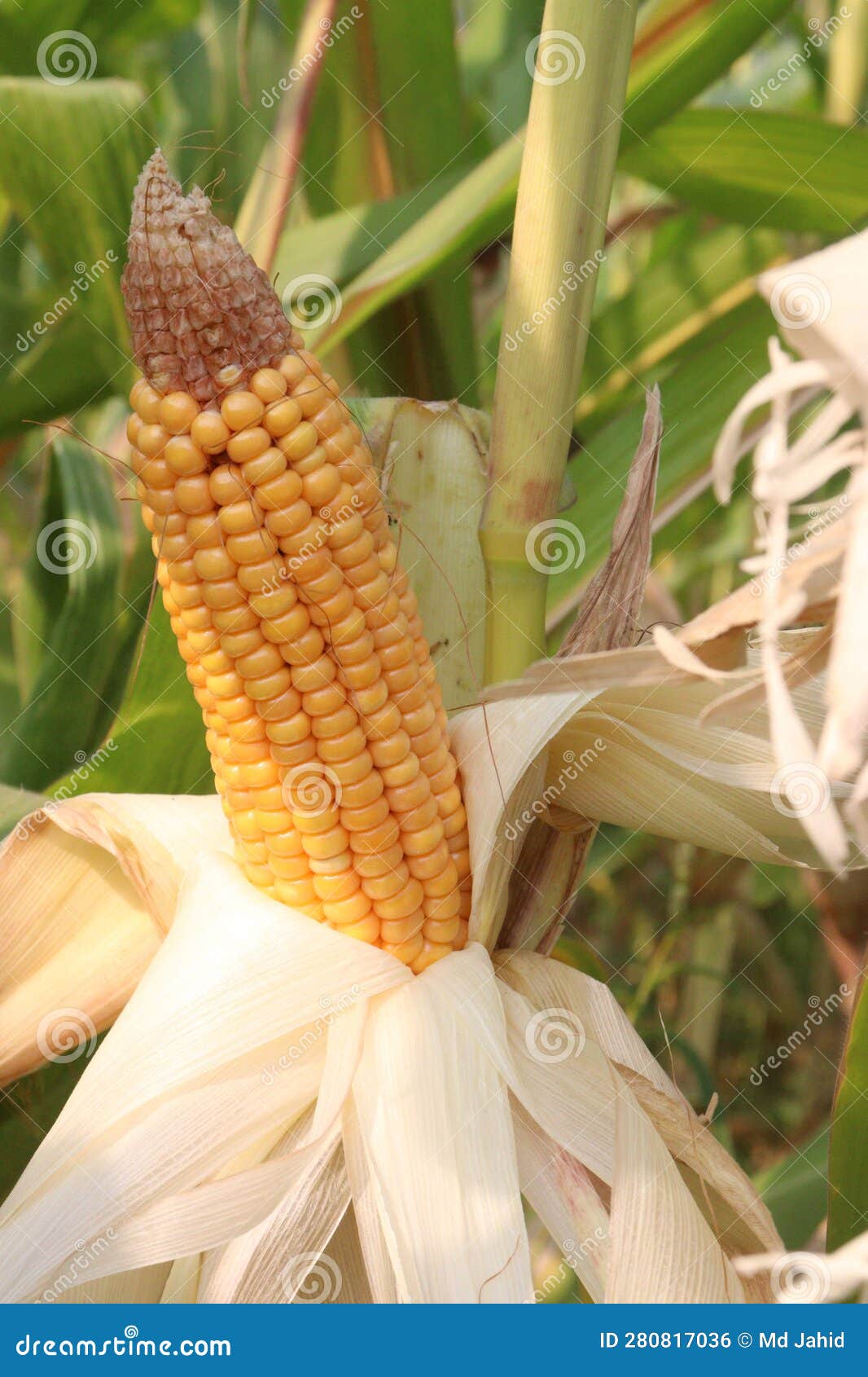 Maize on Tree in Farm for Harvest Stock Photo - Image of nutrient ...
