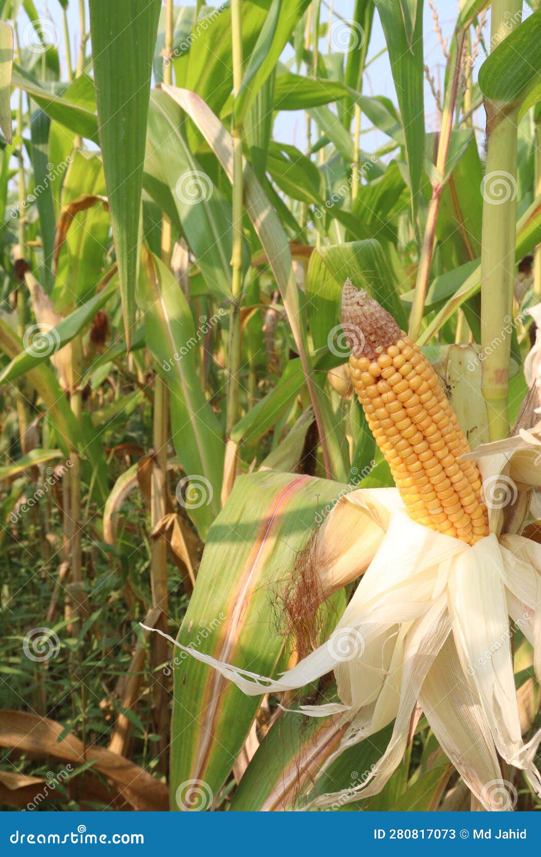 Maize on Tree in Farm for Harvest Stock Image - Image of gastronomy ...