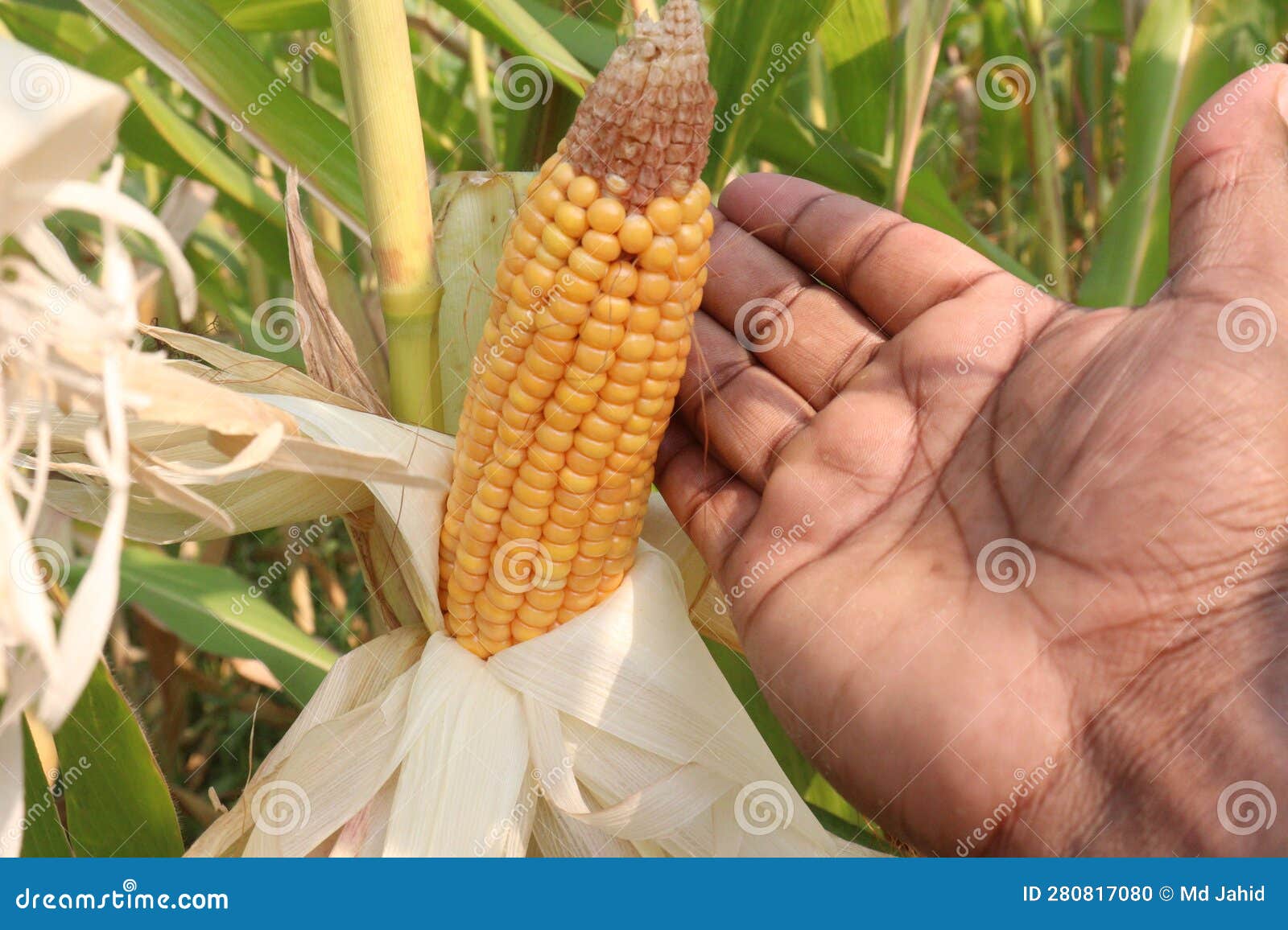 Maize on Tree in Farm for Harvest Stock Photo - Image of crops, green ...