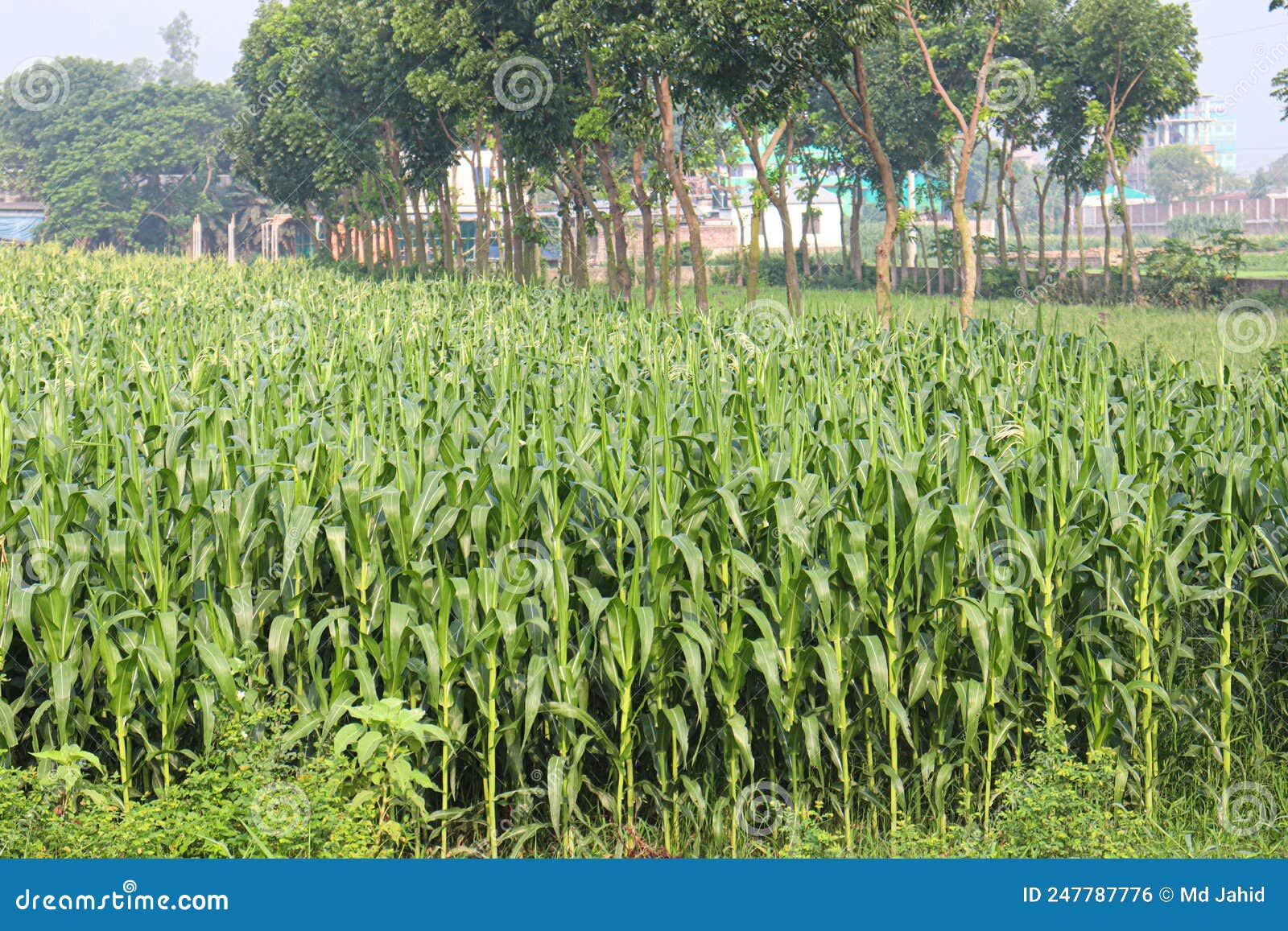Maize Tree Firm with Flower for Harvest Stock Photo - Image of sweet ...
