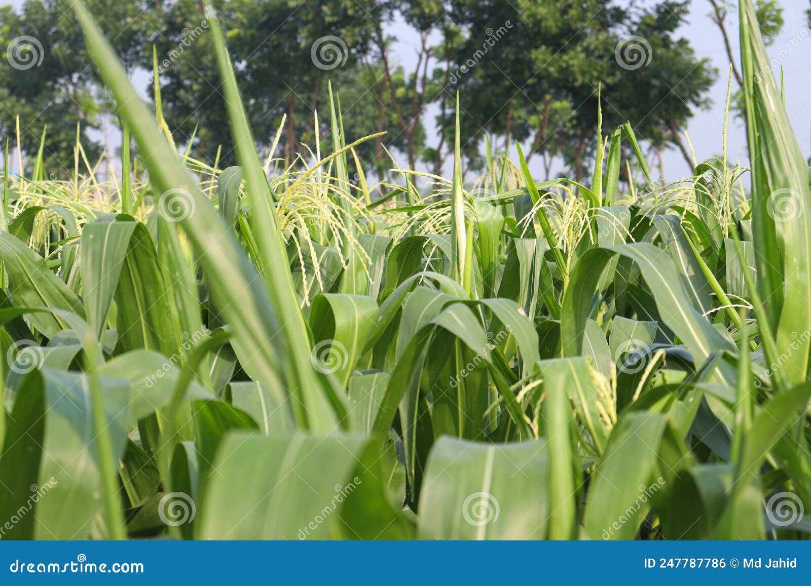 Maize Tree Firm with Flower for Harvest Stock Photo - Image of leaf ...