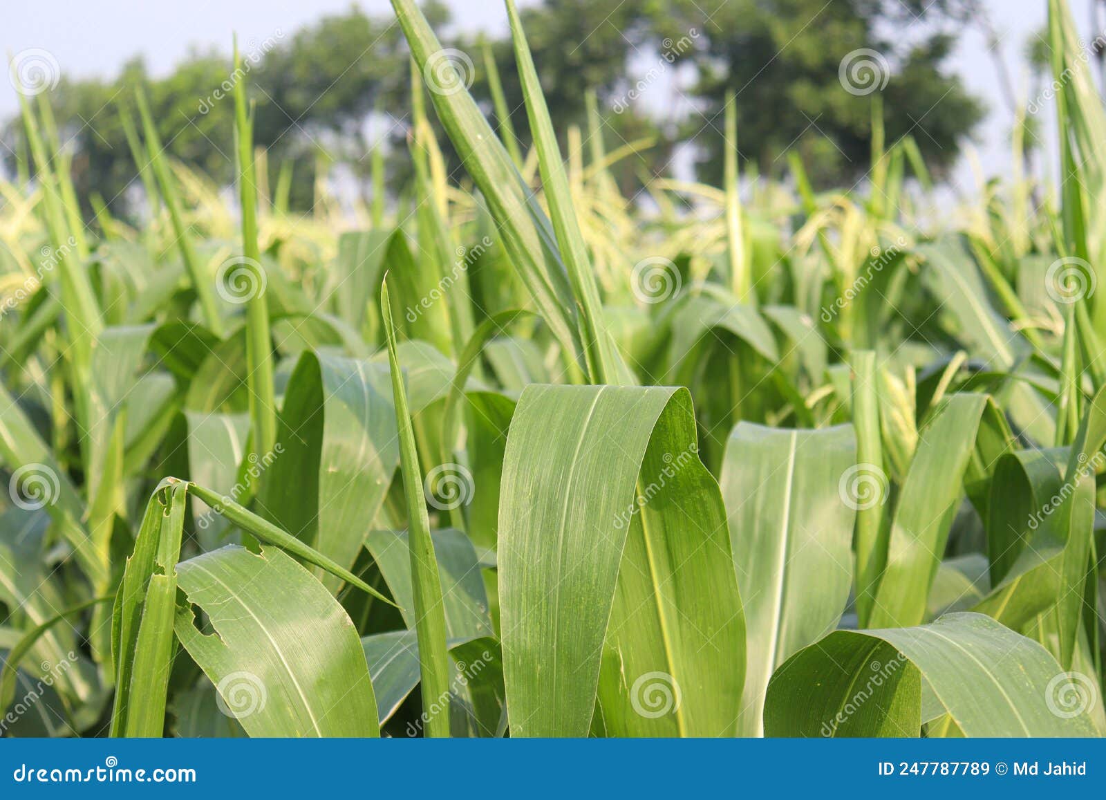 Maize Tree Firm with Flower for Harvest Stock Image - Image of food ...