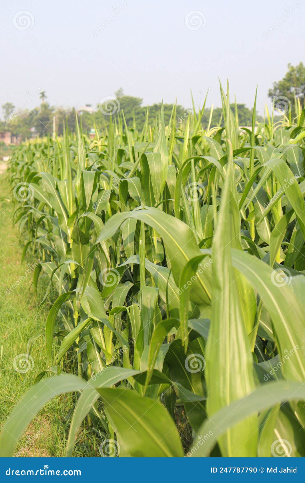 Maize Tree Firm with Flower for Harvest Stock Photo - Image of ...