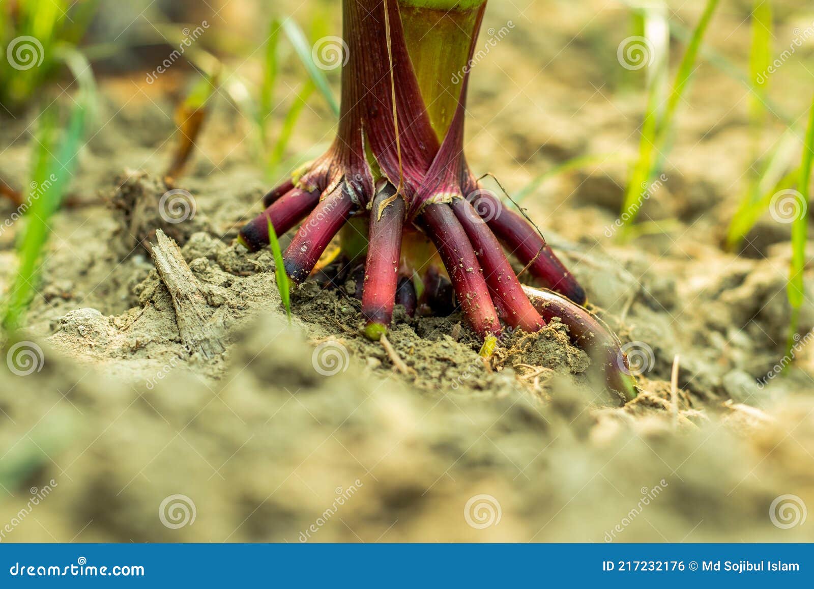 Maize Tree Root on Soils and it is Brown Red and Green Color Roots ...