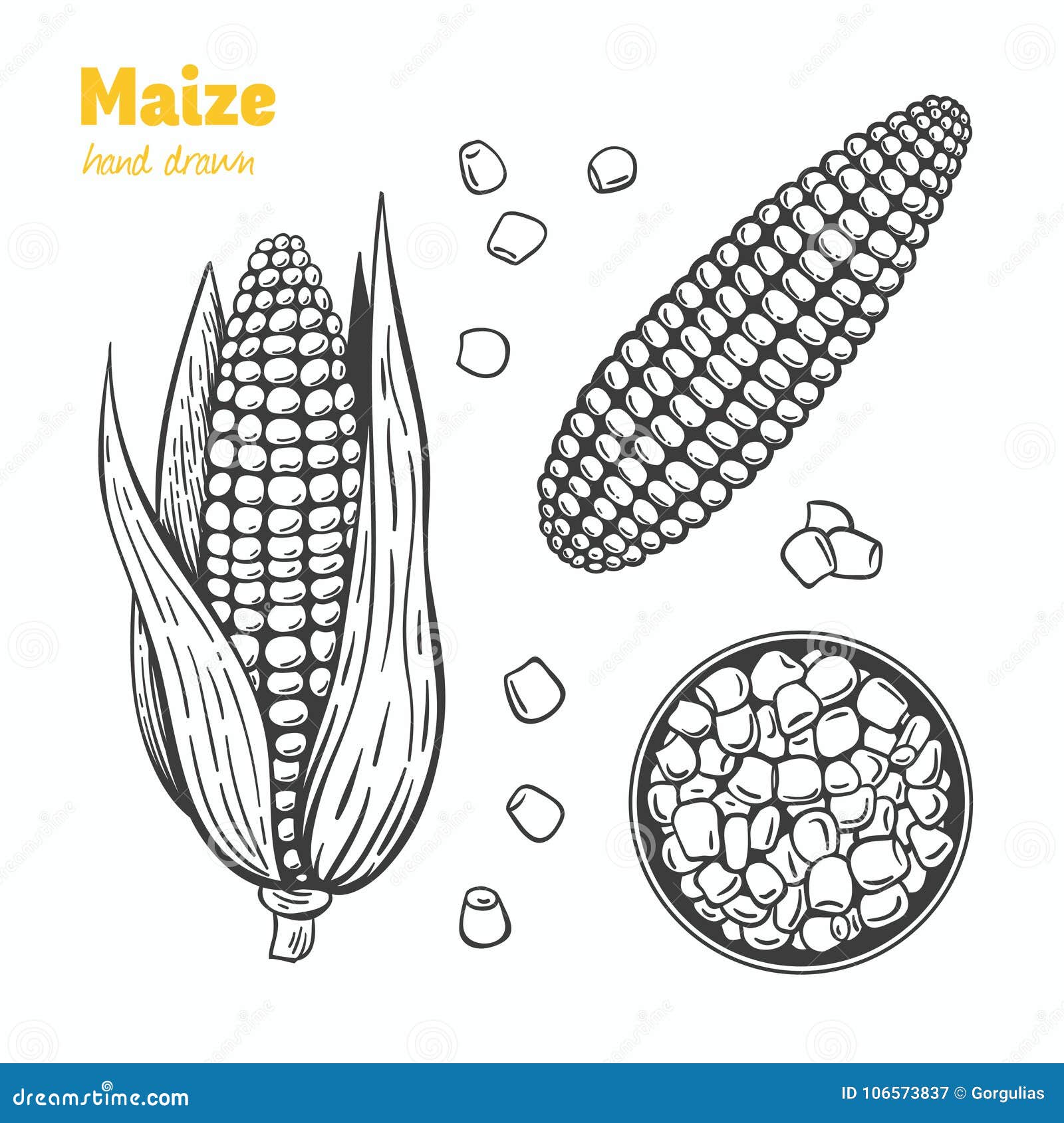 Maize Vector Hand Drawn Illustration Stock Vector - Illustration of ...